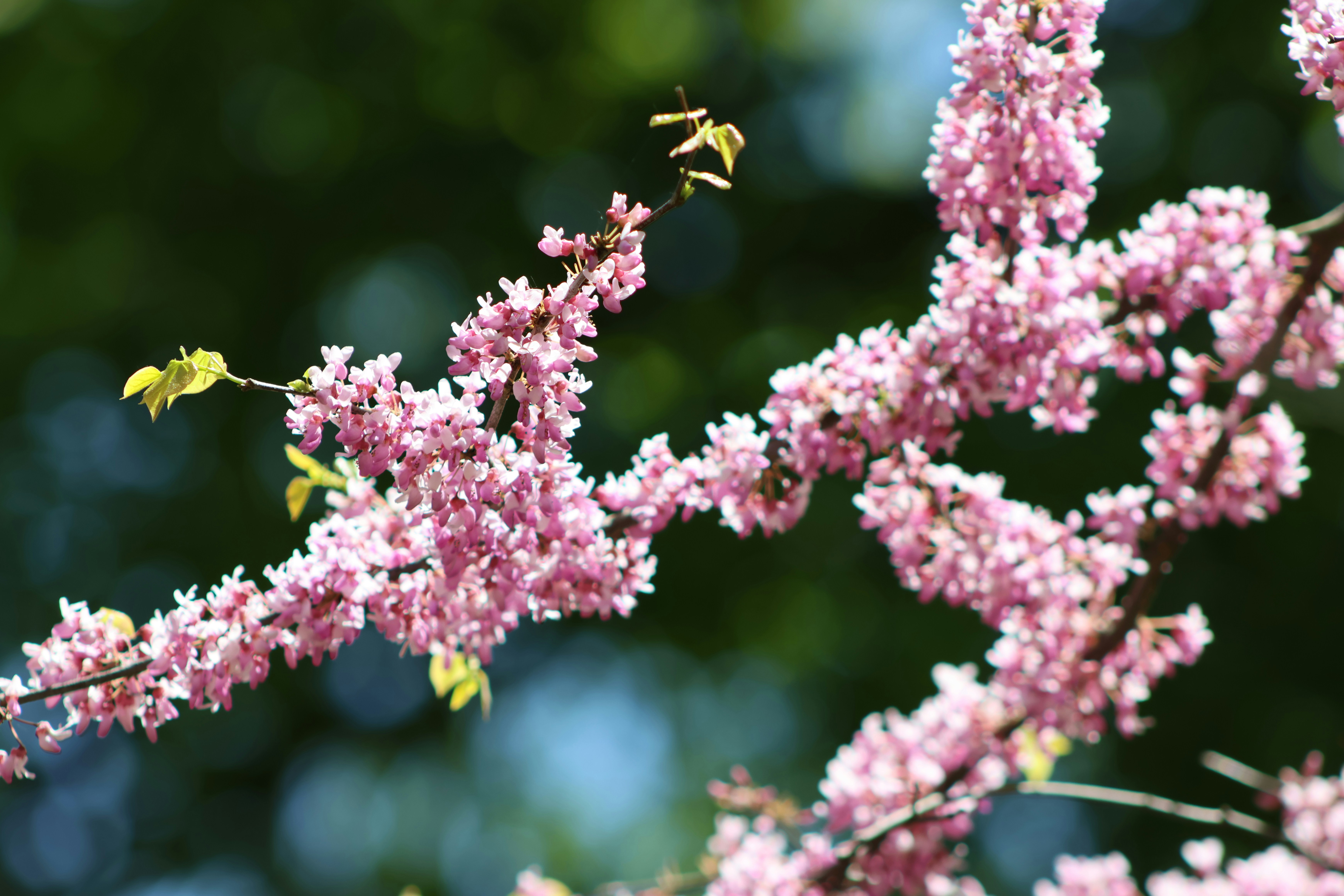 Pink Blossom Arc on a Sunlit Branch