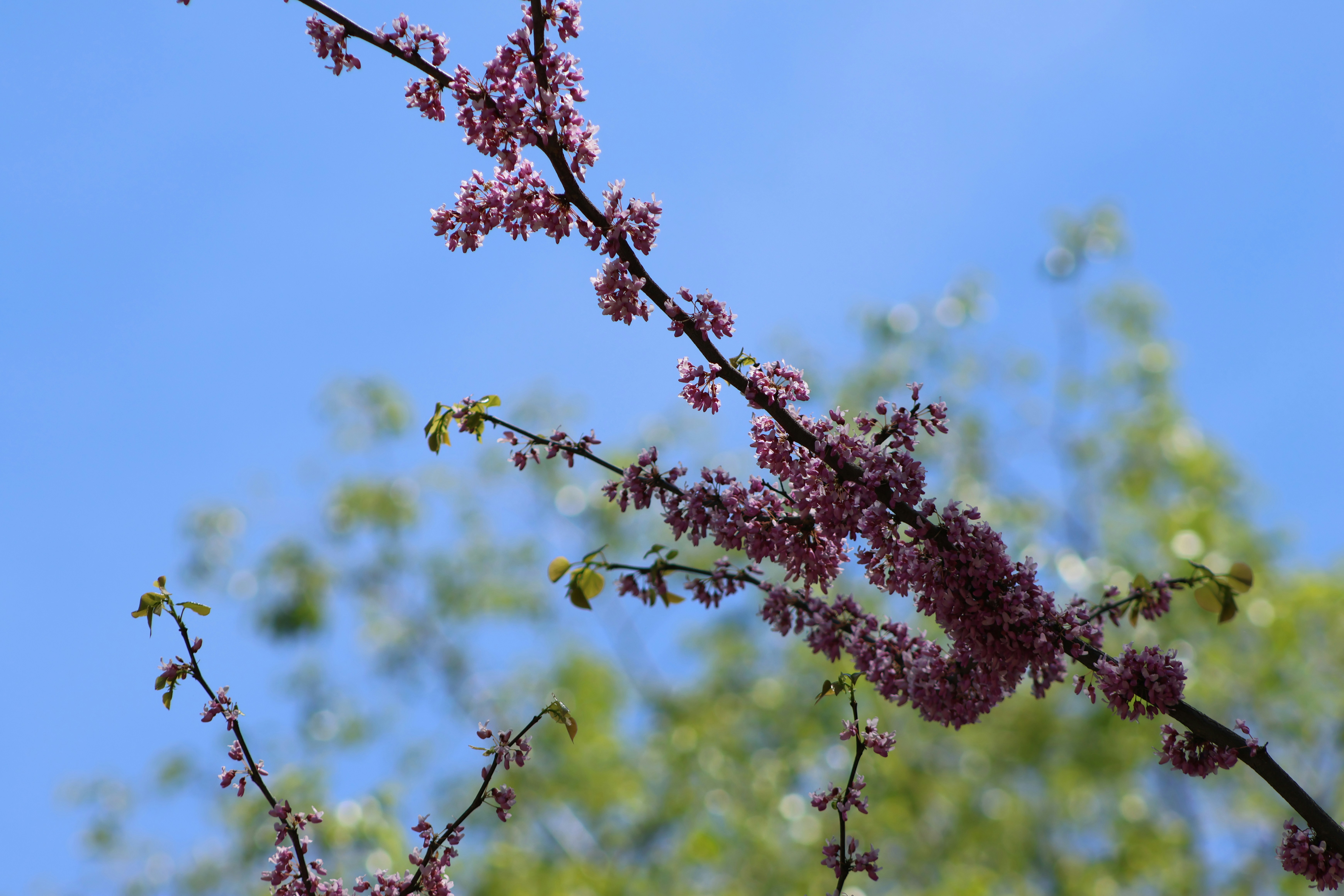 Blossoming Branch Crossing a Blue Sky