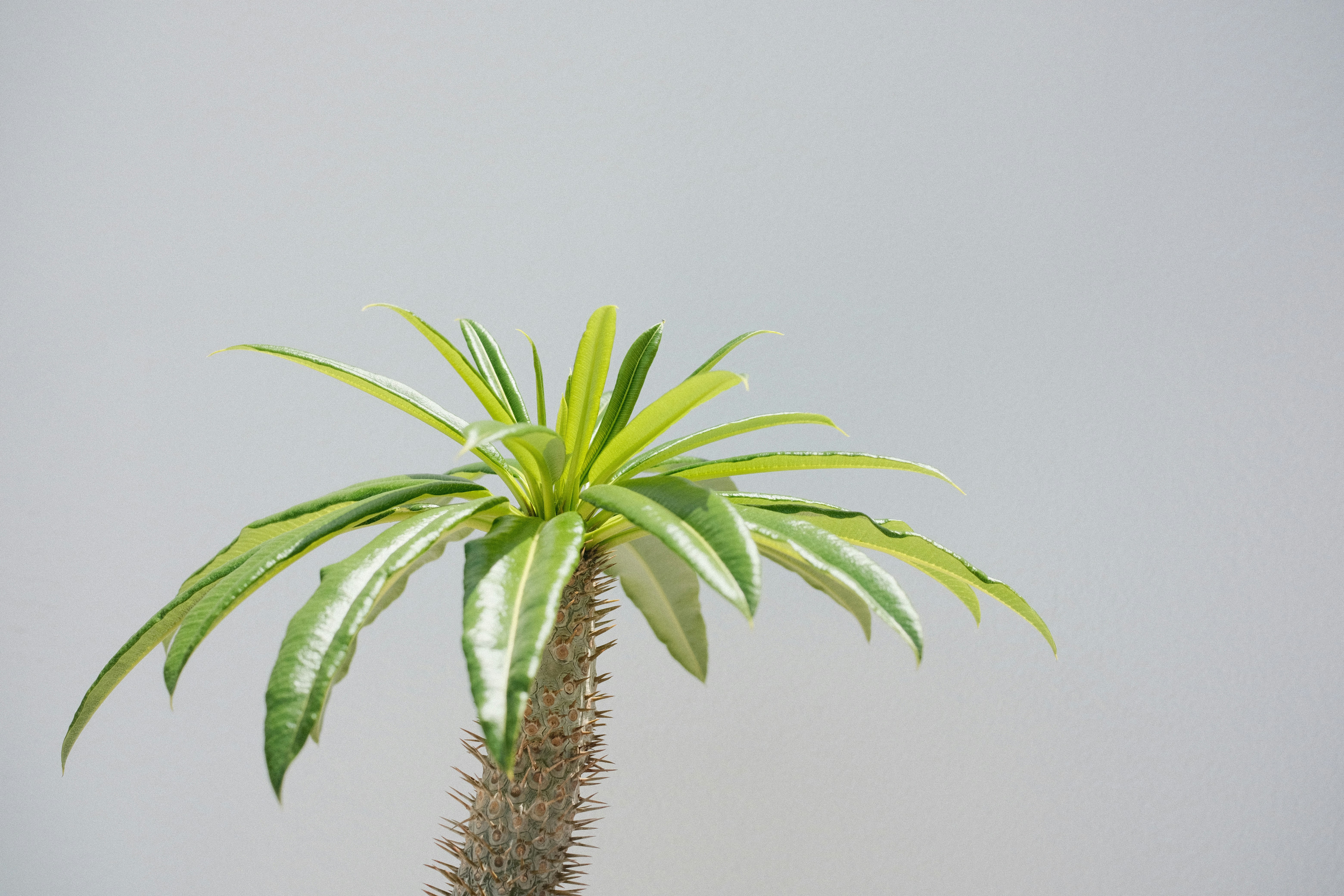 A lone tropical palm reaches toward a pale wall