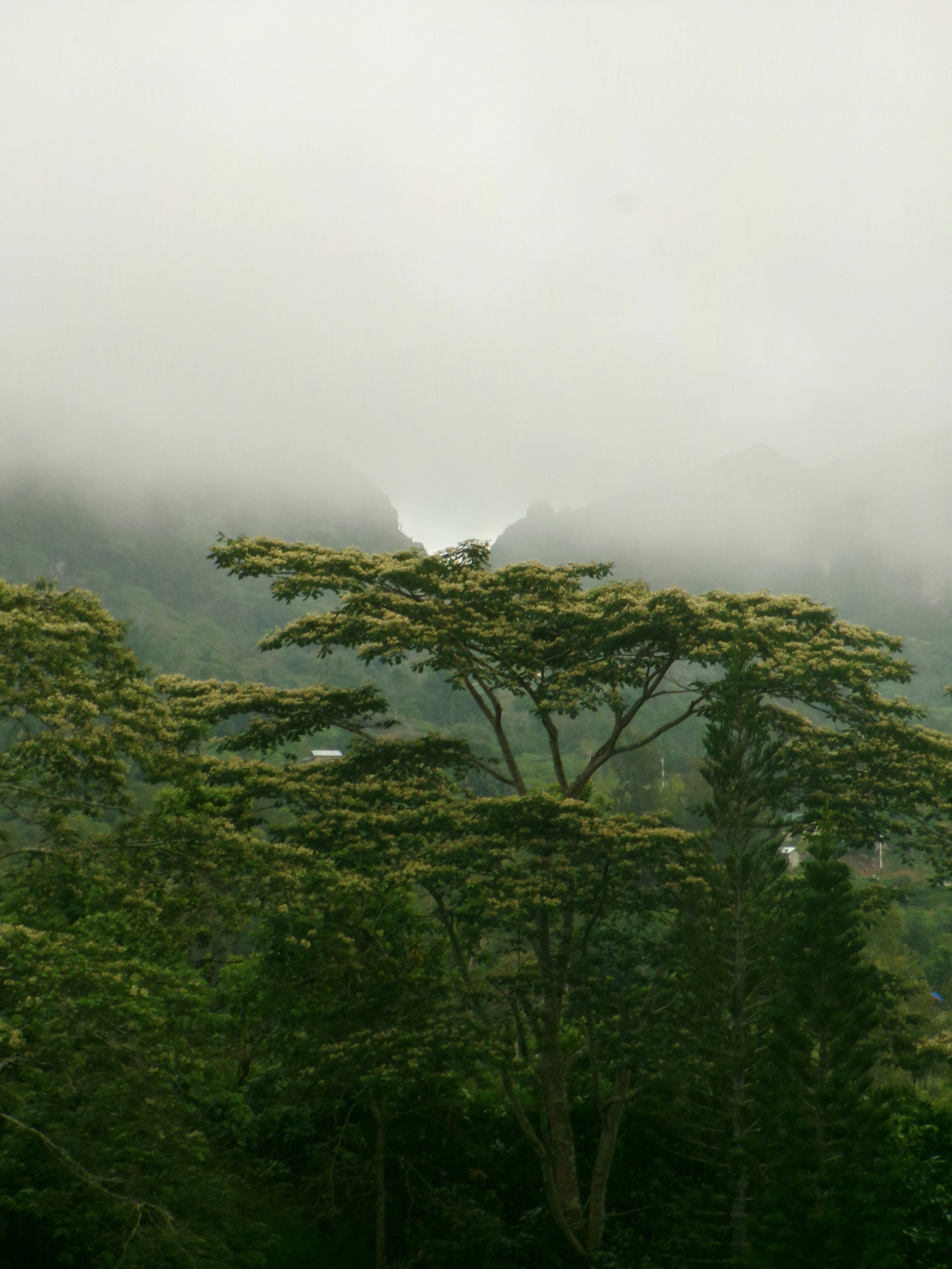 Mist-Laced Canopy: A Lone Umbrella of Green Beneath Fog