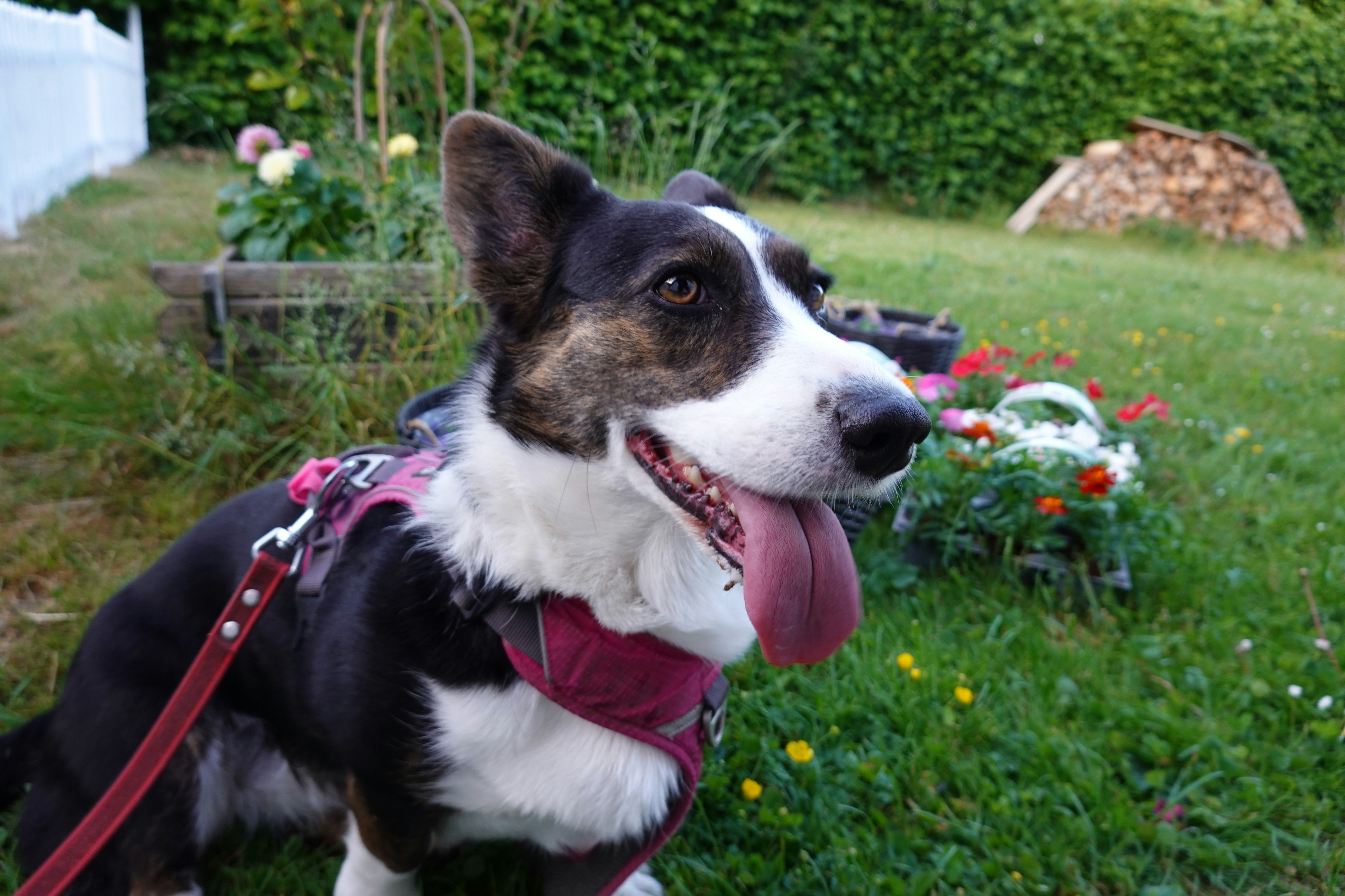 Happy dog in pink harness sits in grassy yard.