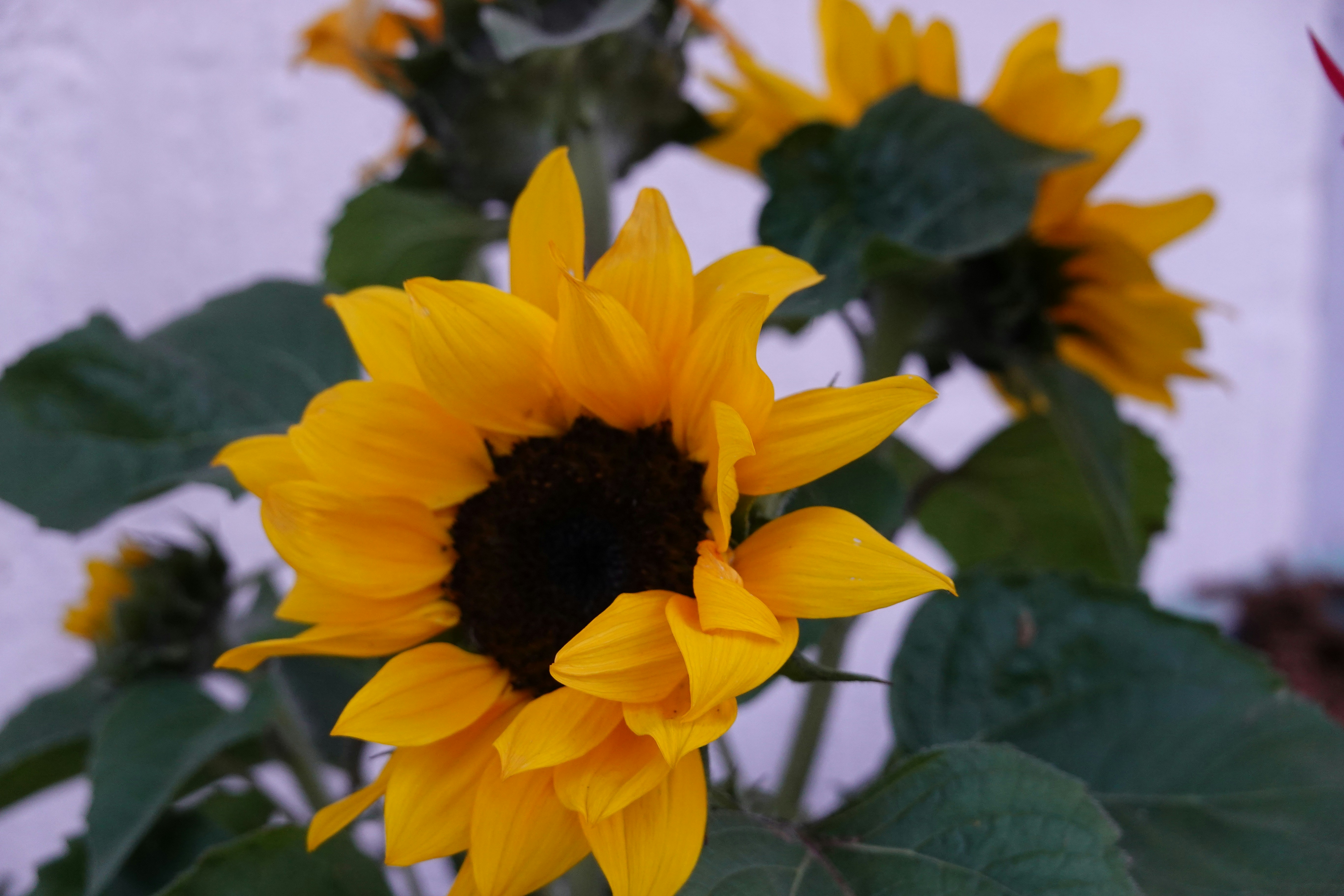 Sunlit Glory: A Cluster of Golden Petals Reaching for the Sun