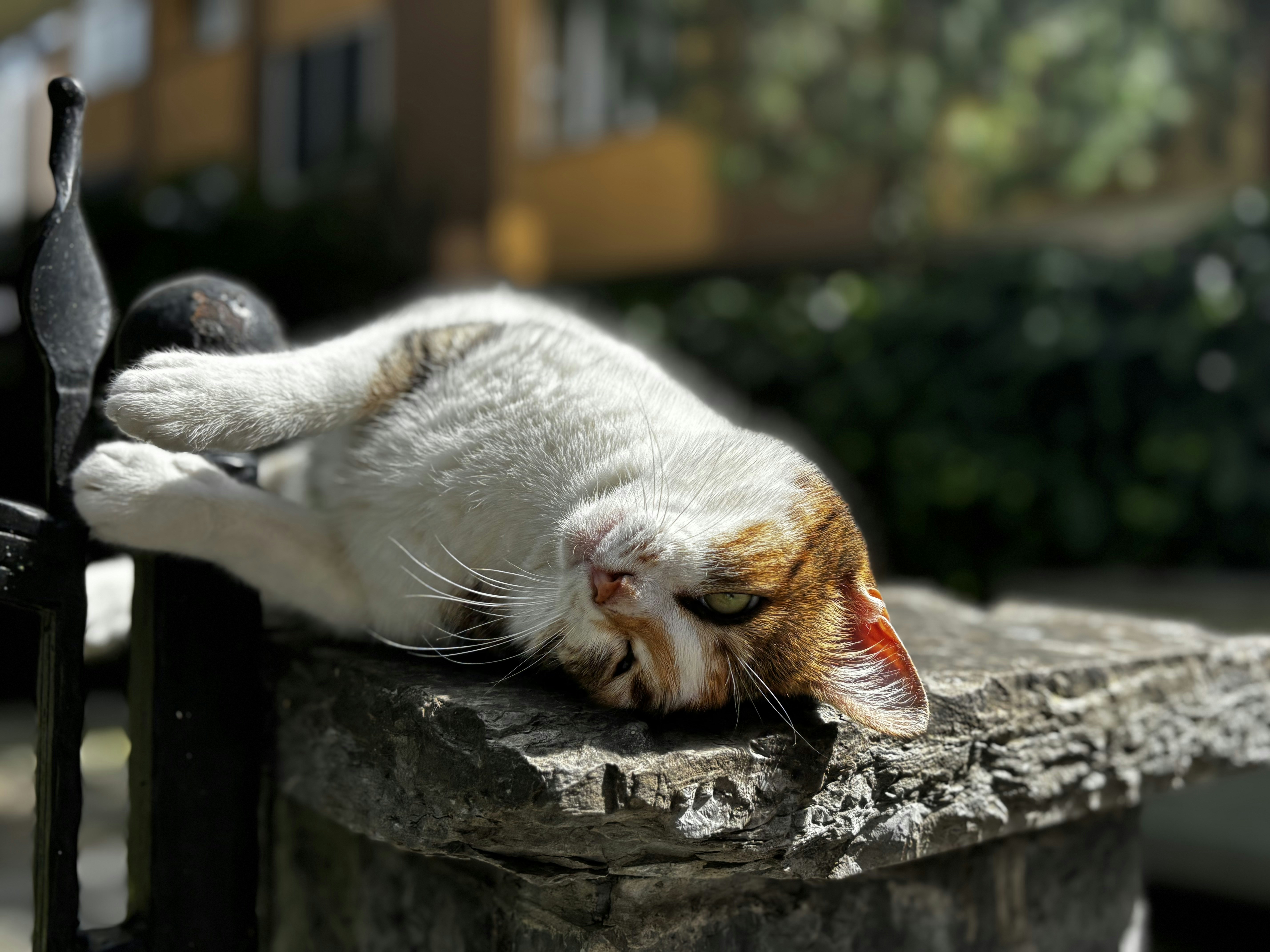 Sunlit Sillnap: A Cat Resting on a Stone Ledge