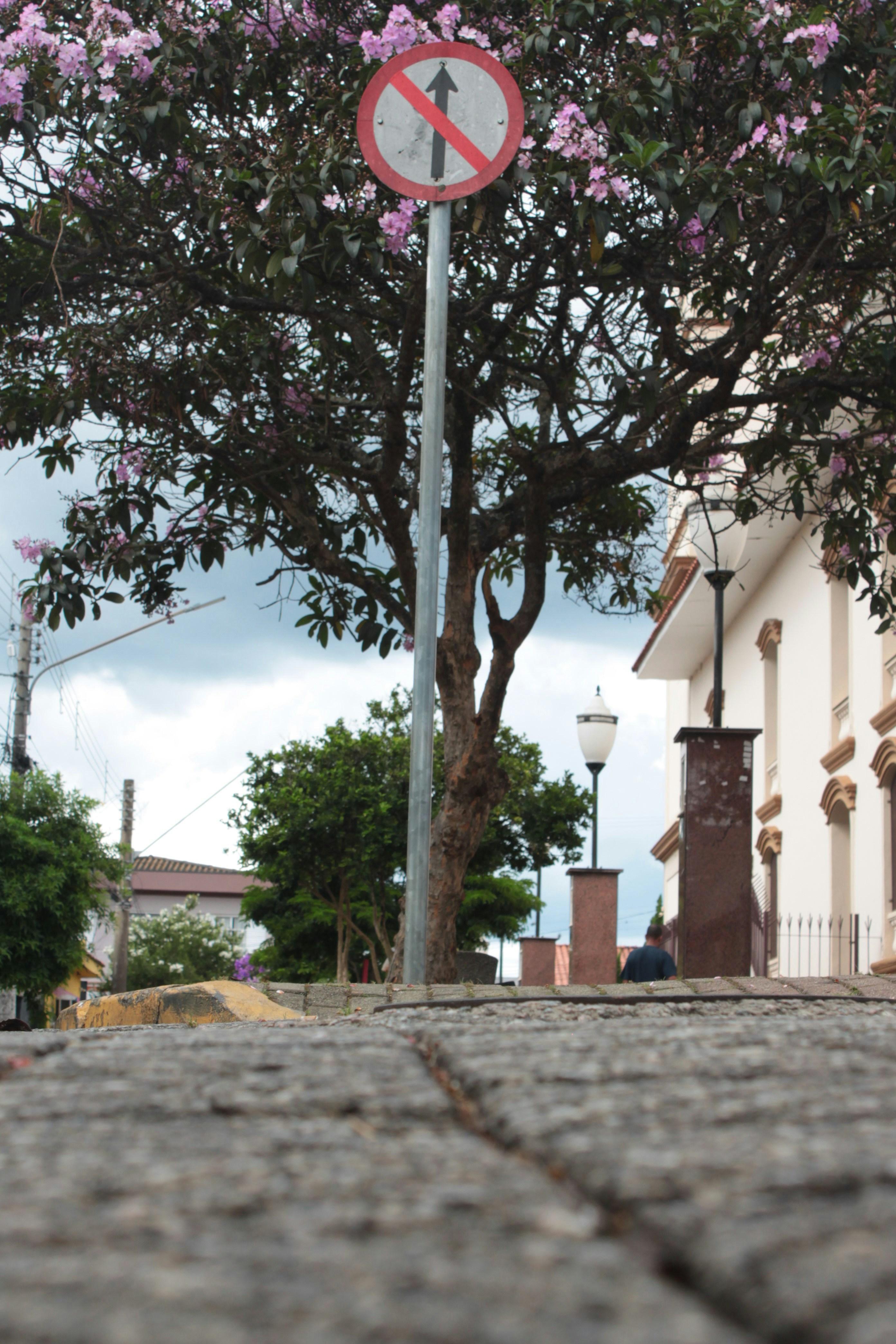 Low-Angle Street Scene with No-Entry Sign and Blooming Tree