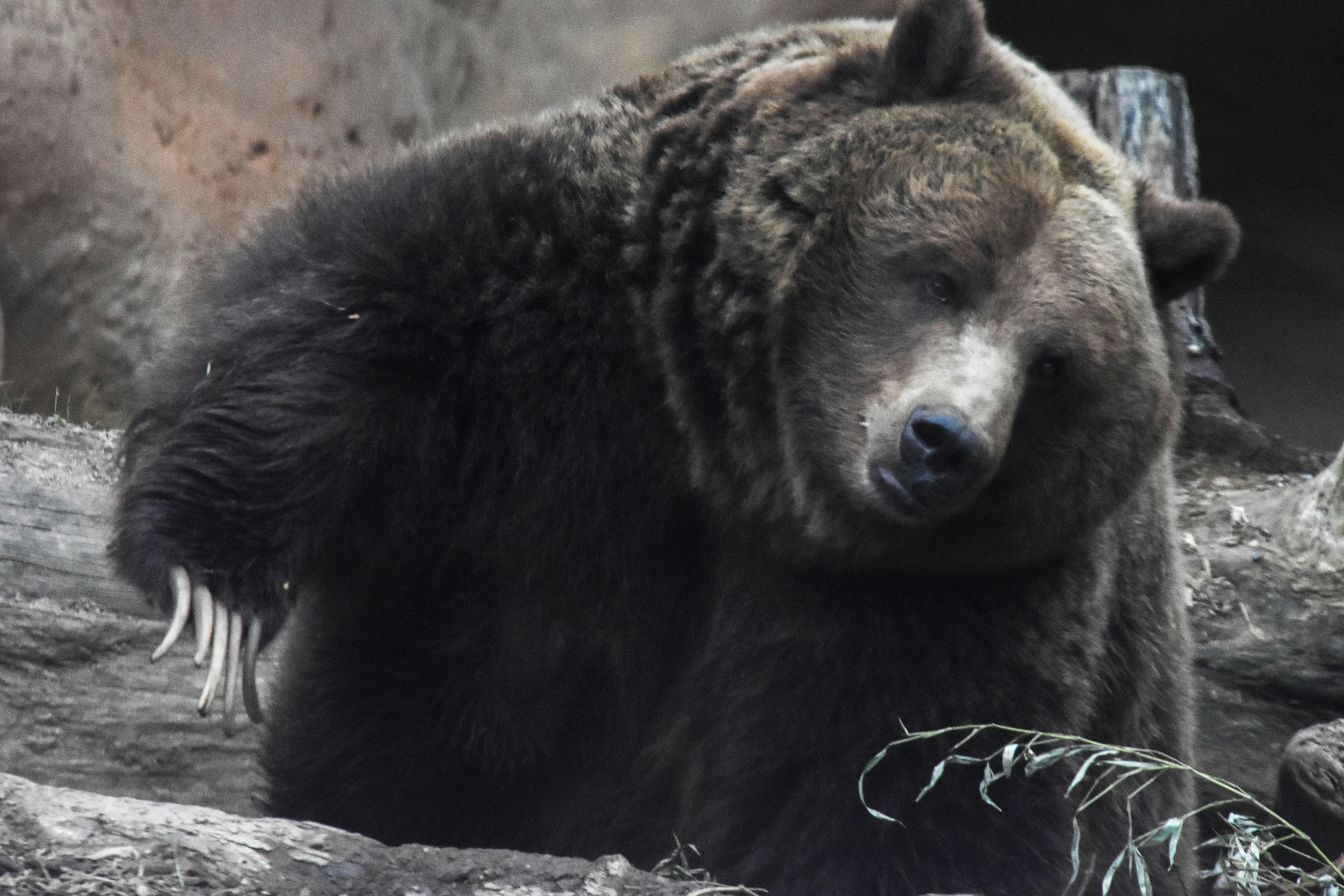 Resting Ursine Guardian: A Frontal View into a Moment of Quiet