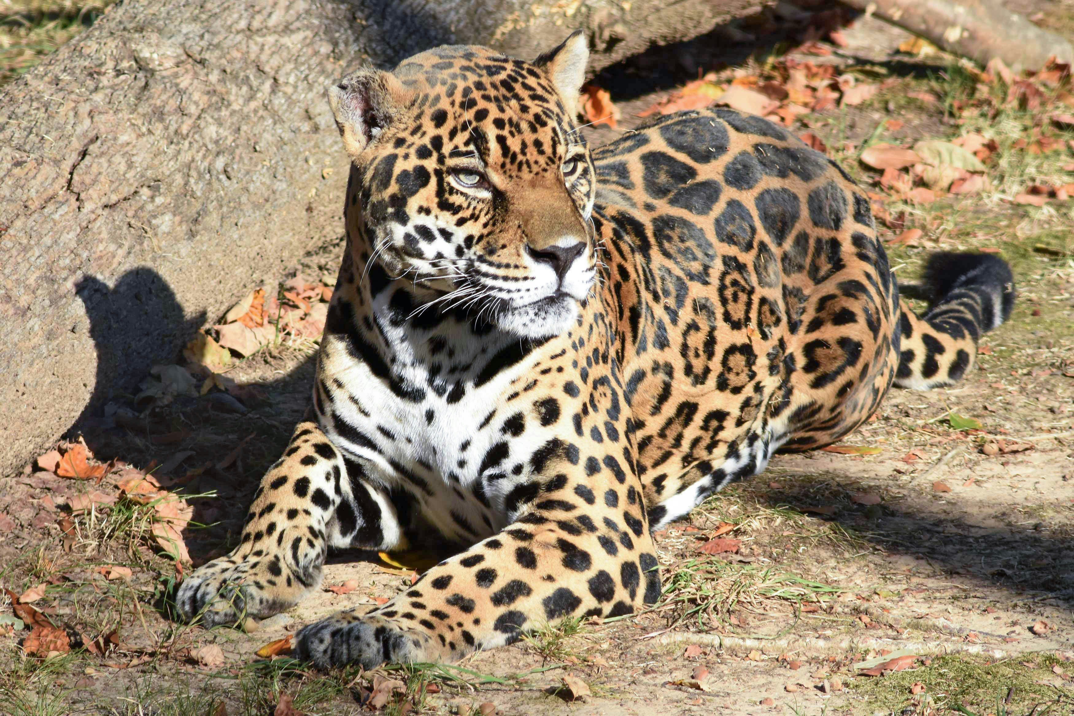 A majestic jaguar rests on the ground in sunlight.