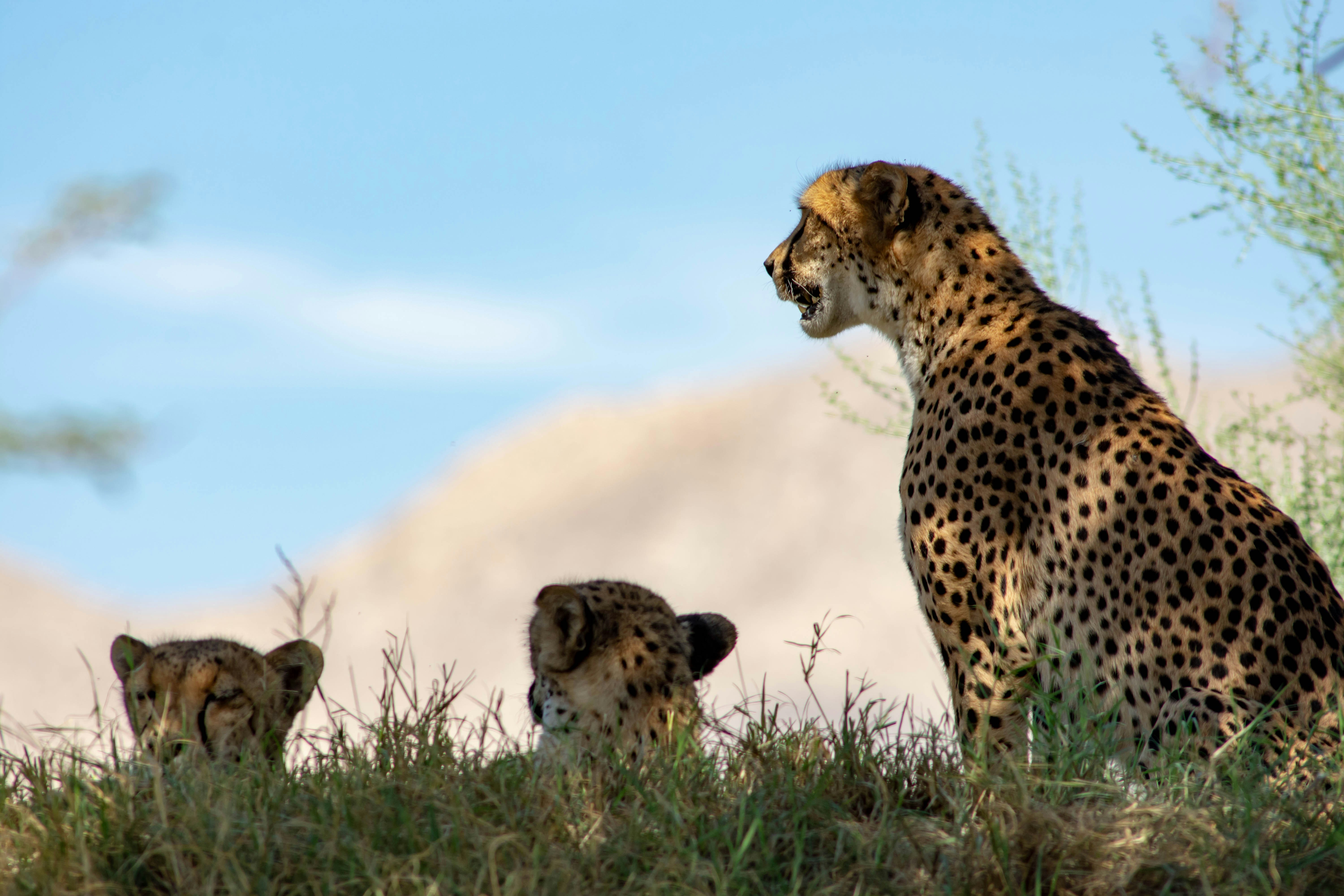 Three Cheetahs on the Savanna: Vigilant Rest Above the Grass