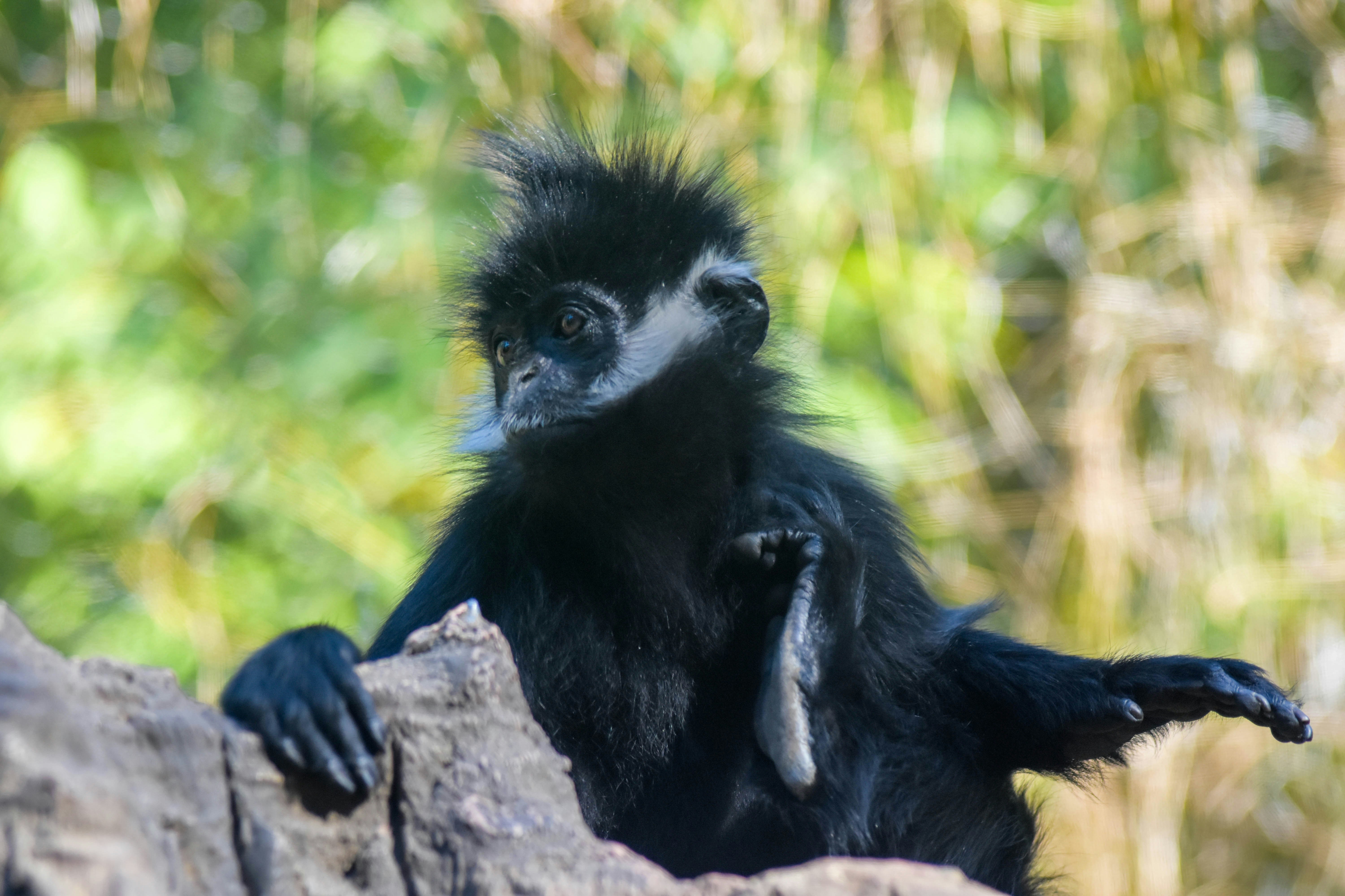 Black-and-White Monkey Peeking Over a Rock