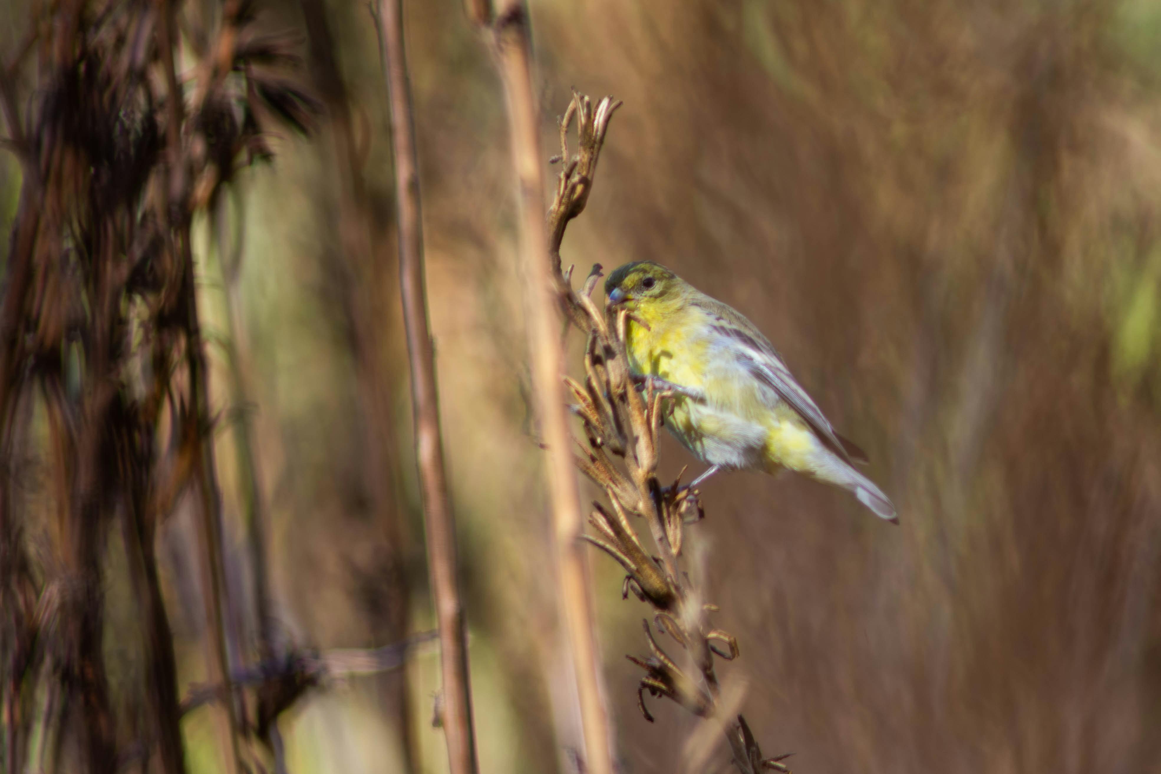 Small Yellow Bird Crowned by Reeds in Soft Blurred Marsh