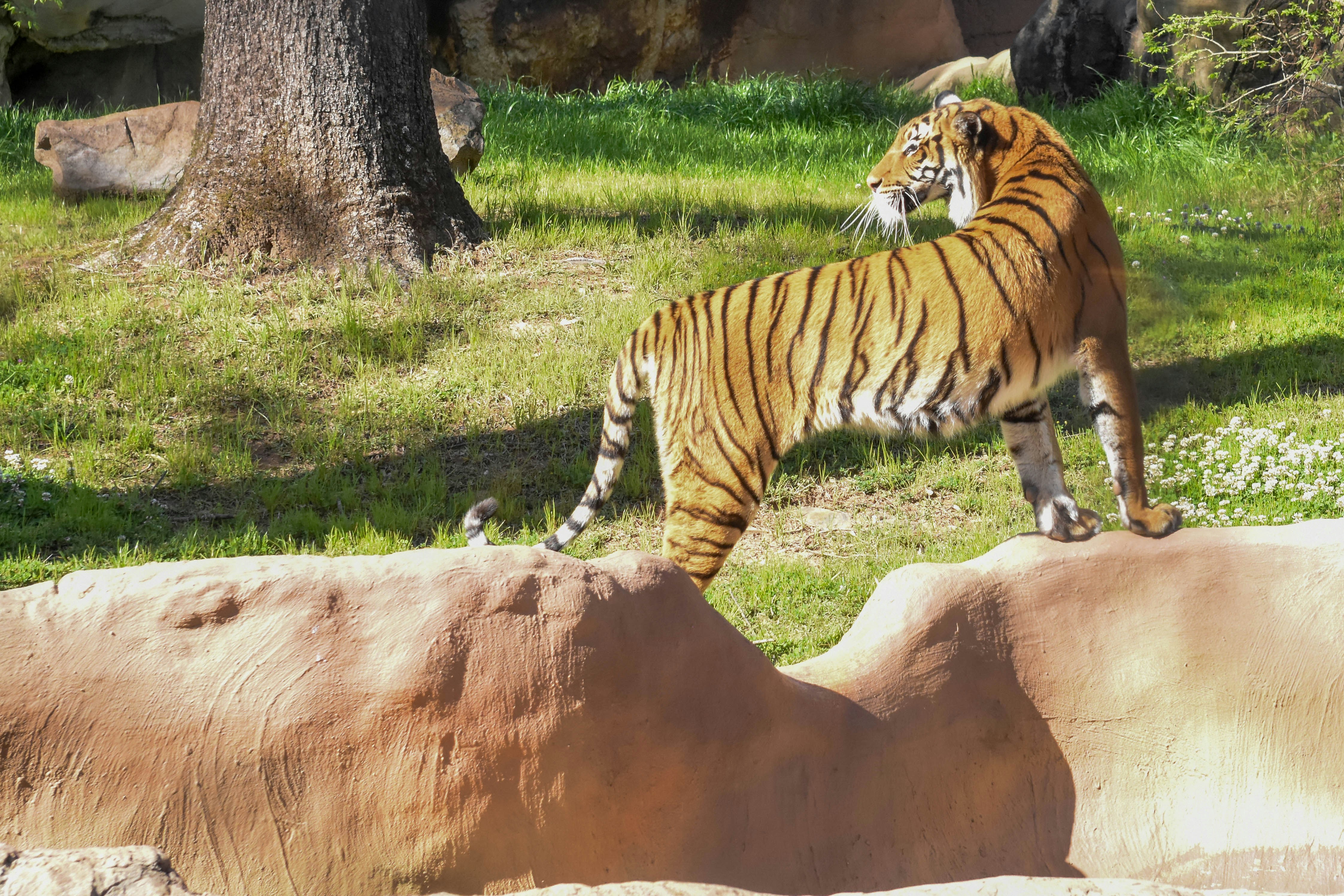 Tiger on the ledge: radiance and shadow in a sunlit enclosure