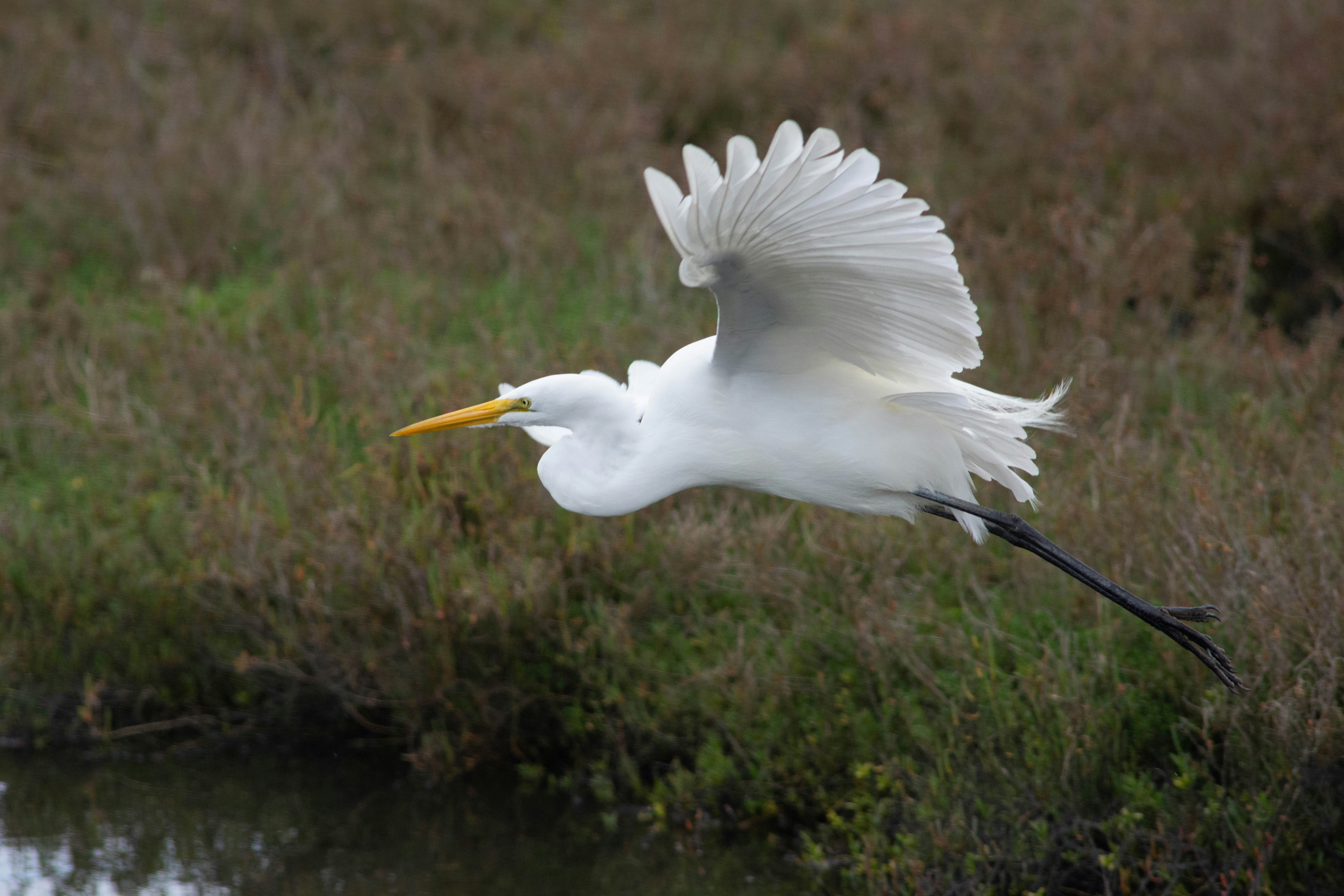 Wingbeat over Wetland: A Silent Glider in White