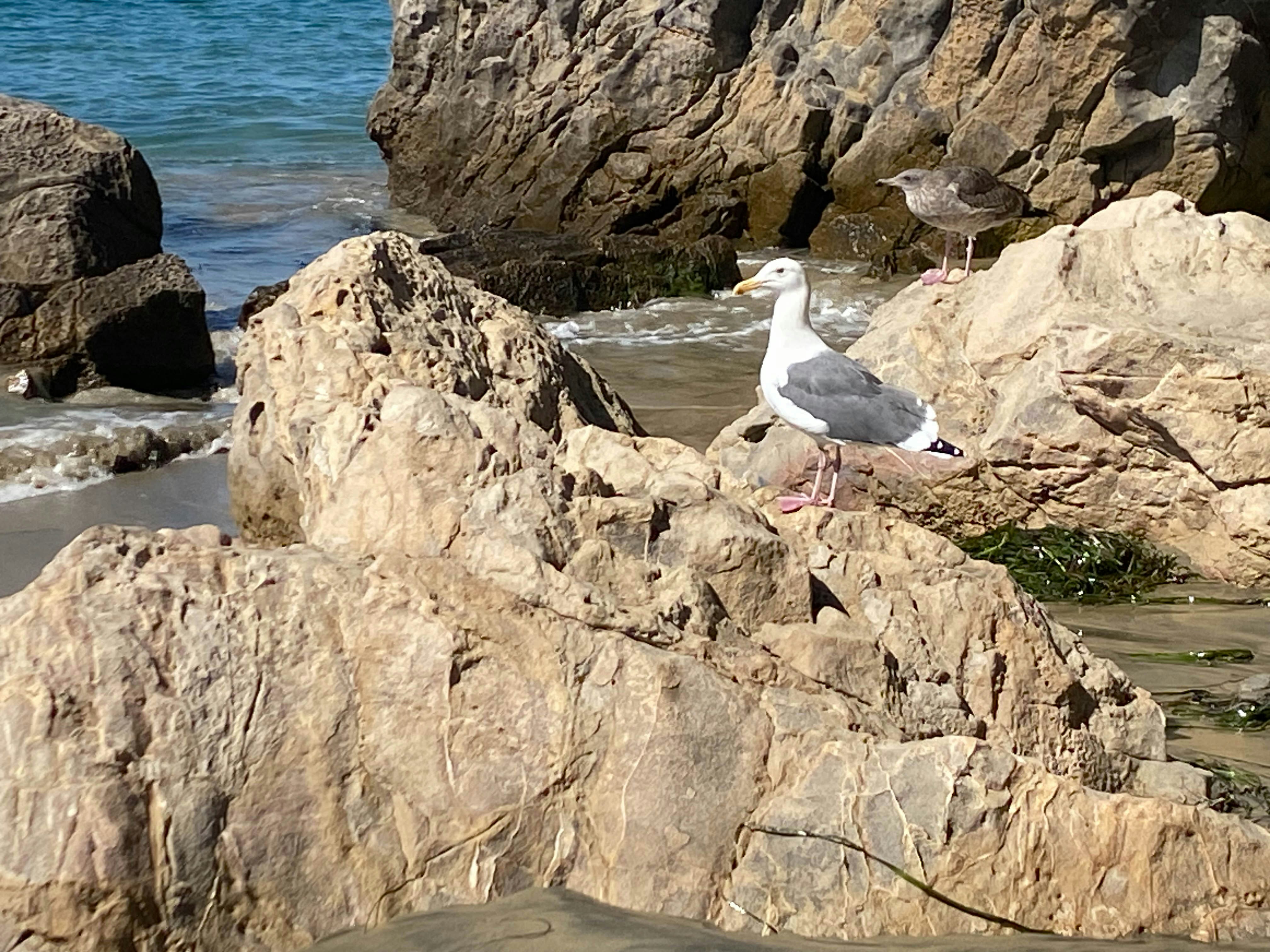 Seabirds Among Tidal Rocks at Sunset Bay