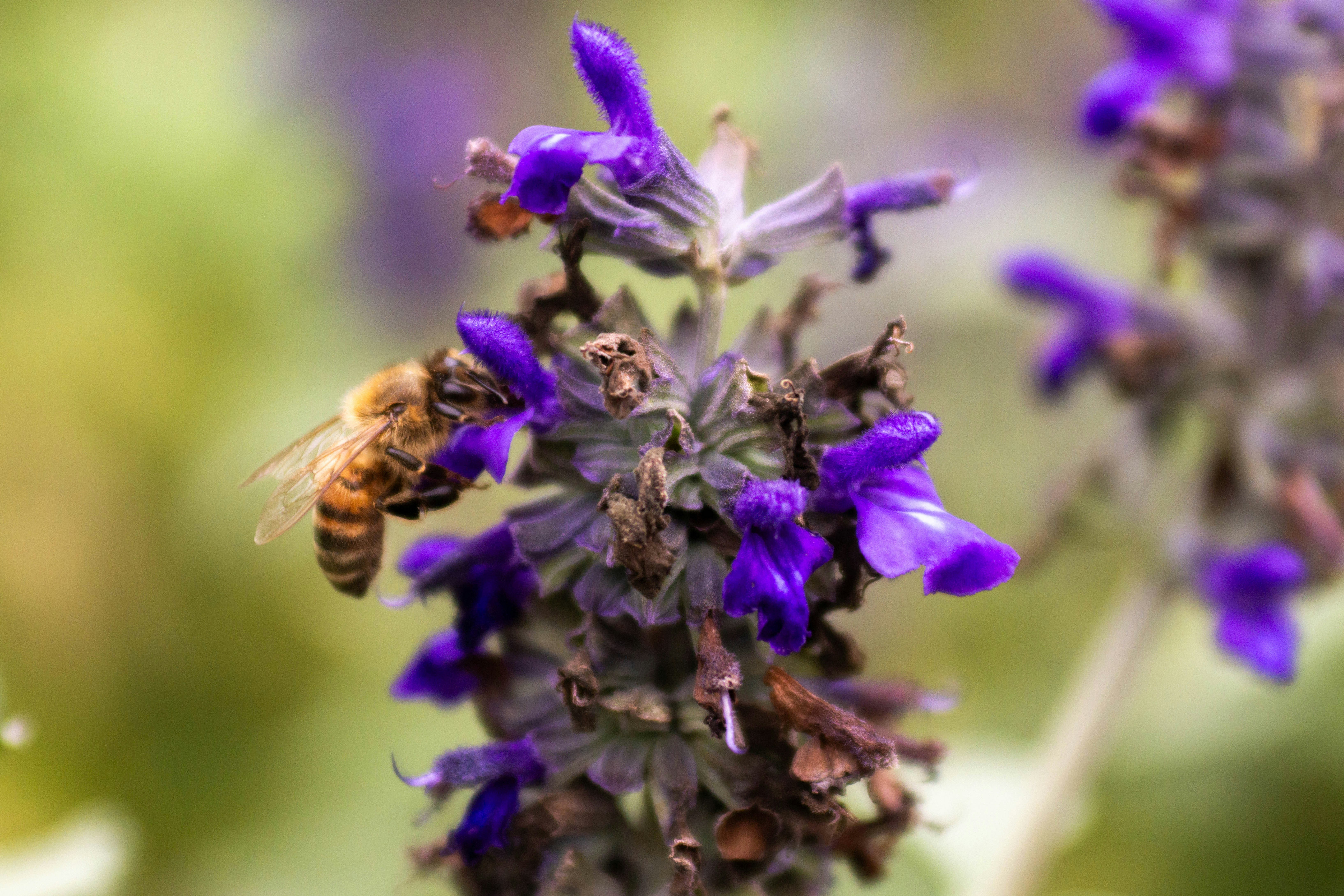 Honeybee at the Bloom: A Close Encounter with Violet Lavender