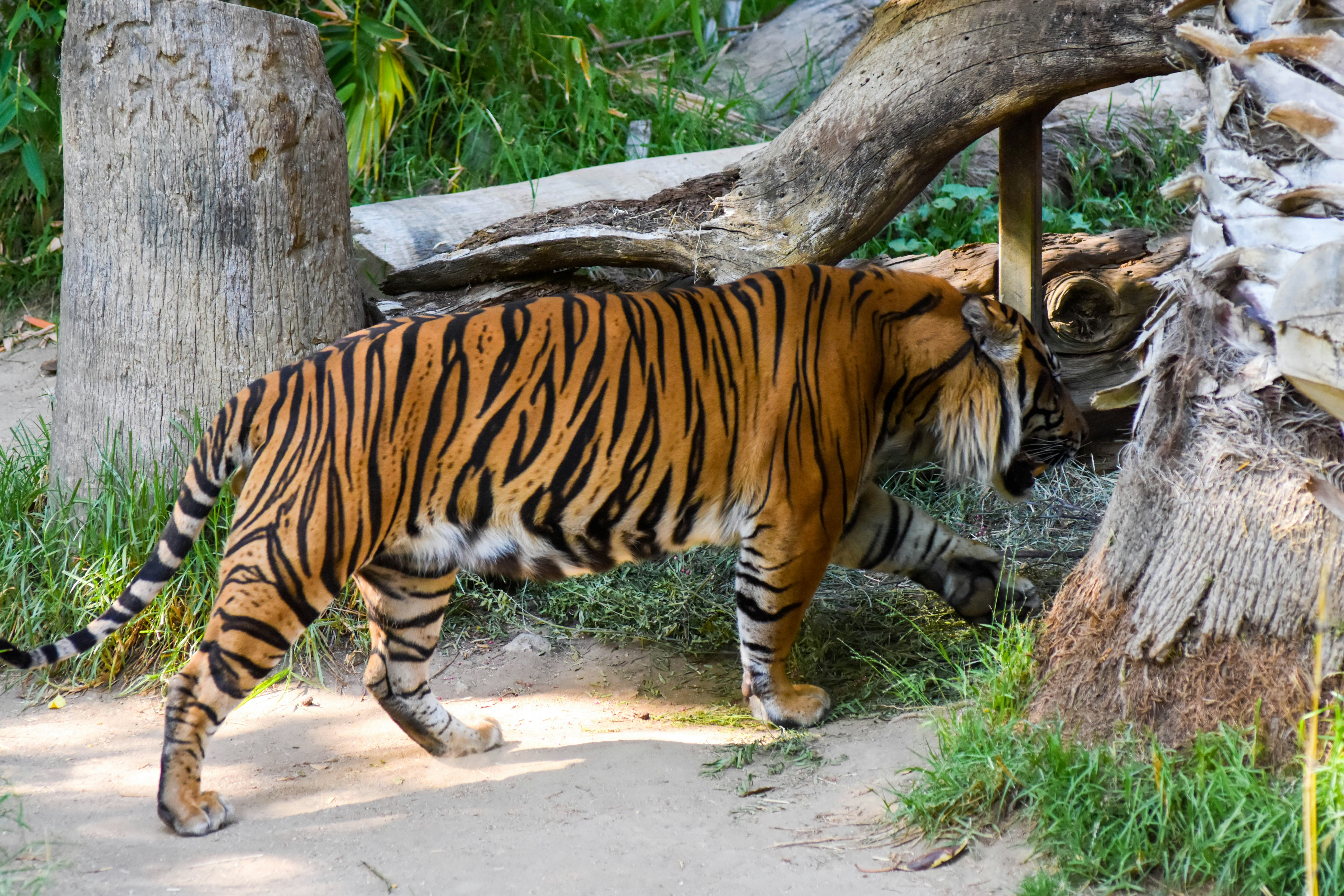 Tiger in Step: Stride Through Dappled Shade