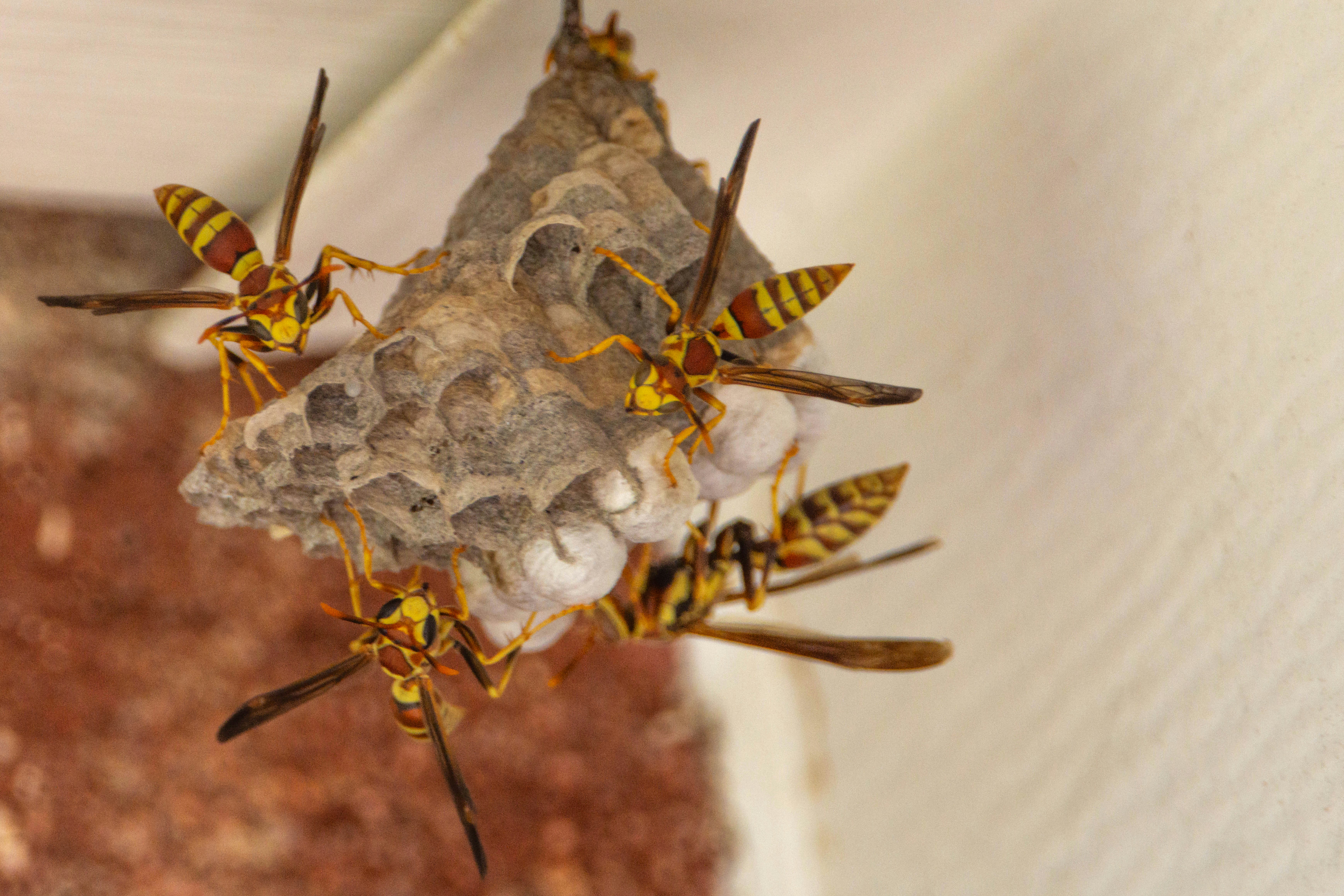 Wasp Swarm on a Gelled Nest: Tight Macro of a Hornet Suspension