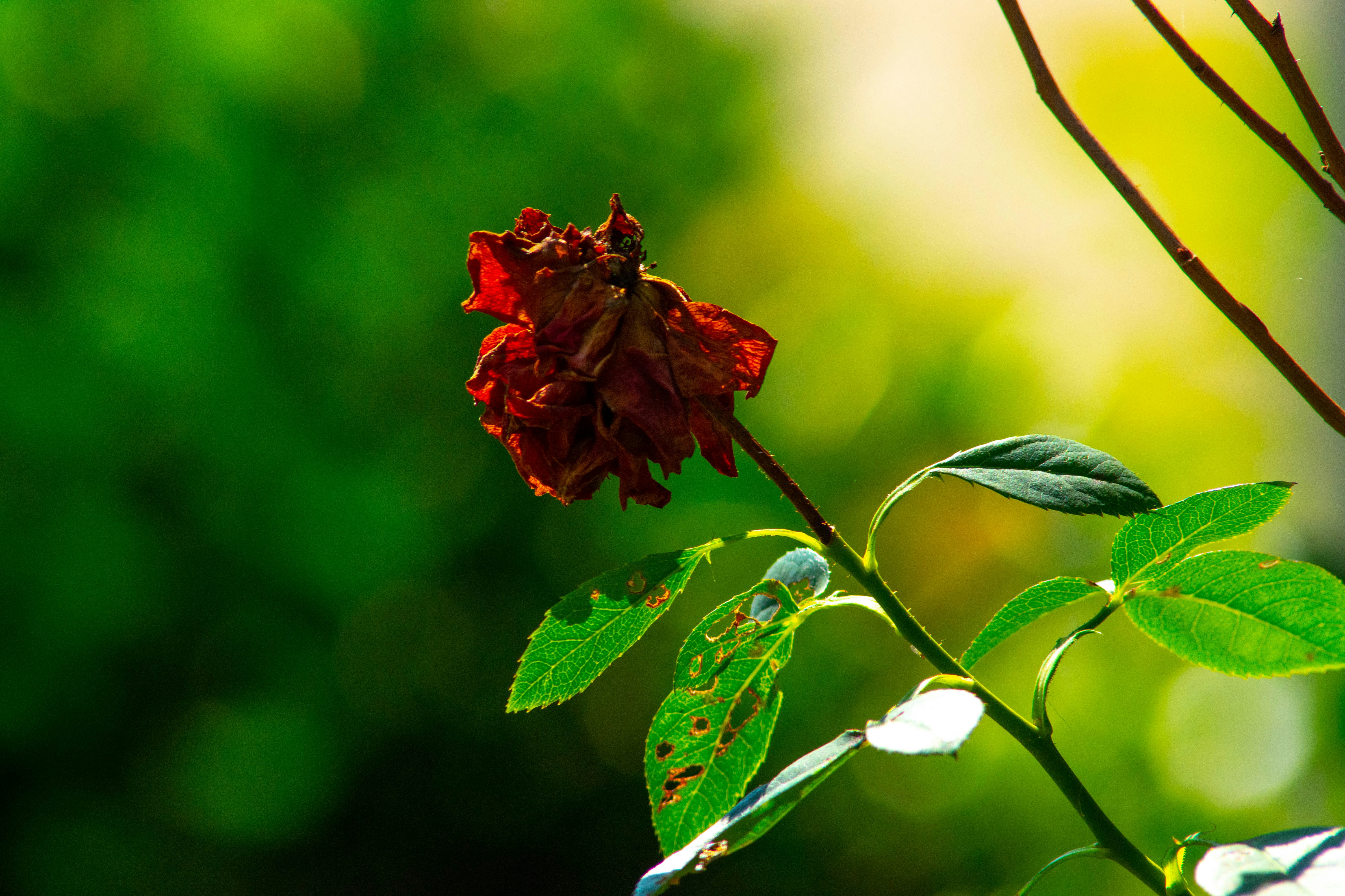 Withered Blossom in a Sunlit Green Corridor