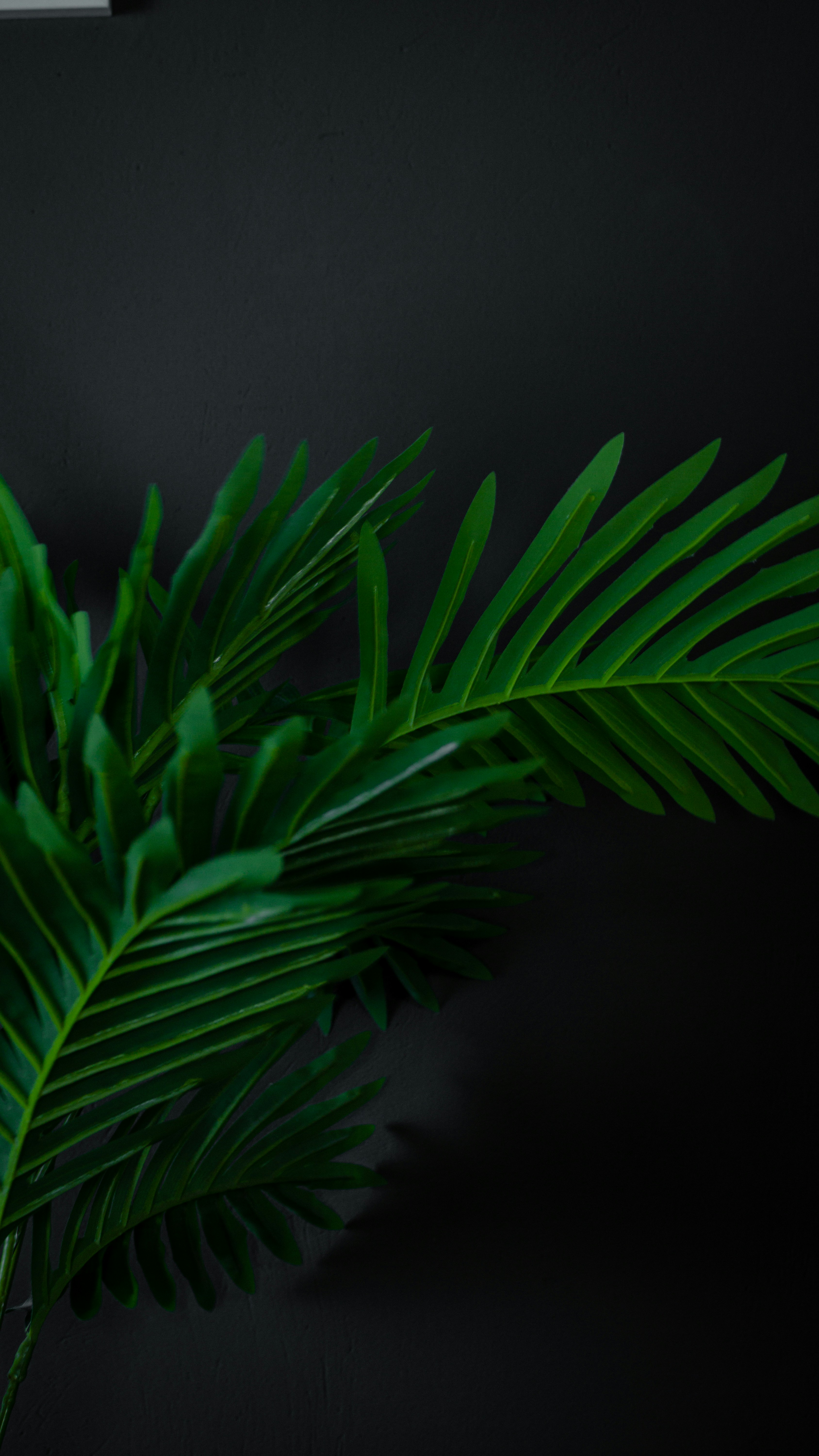 Emerald Fronds Against Night Velvet