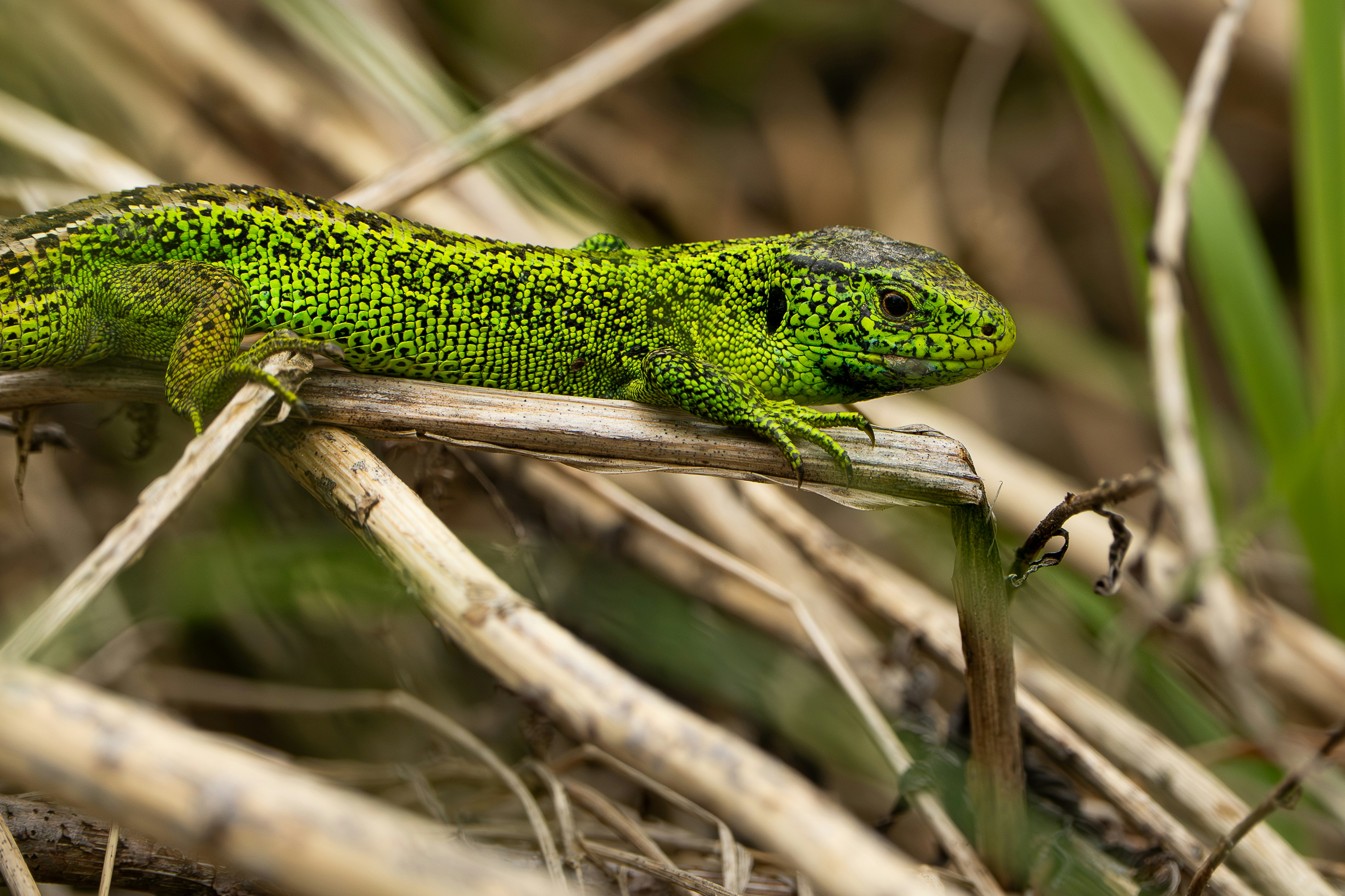 Emerald Habits: A Green Gecko Straddling Reed and Shadow