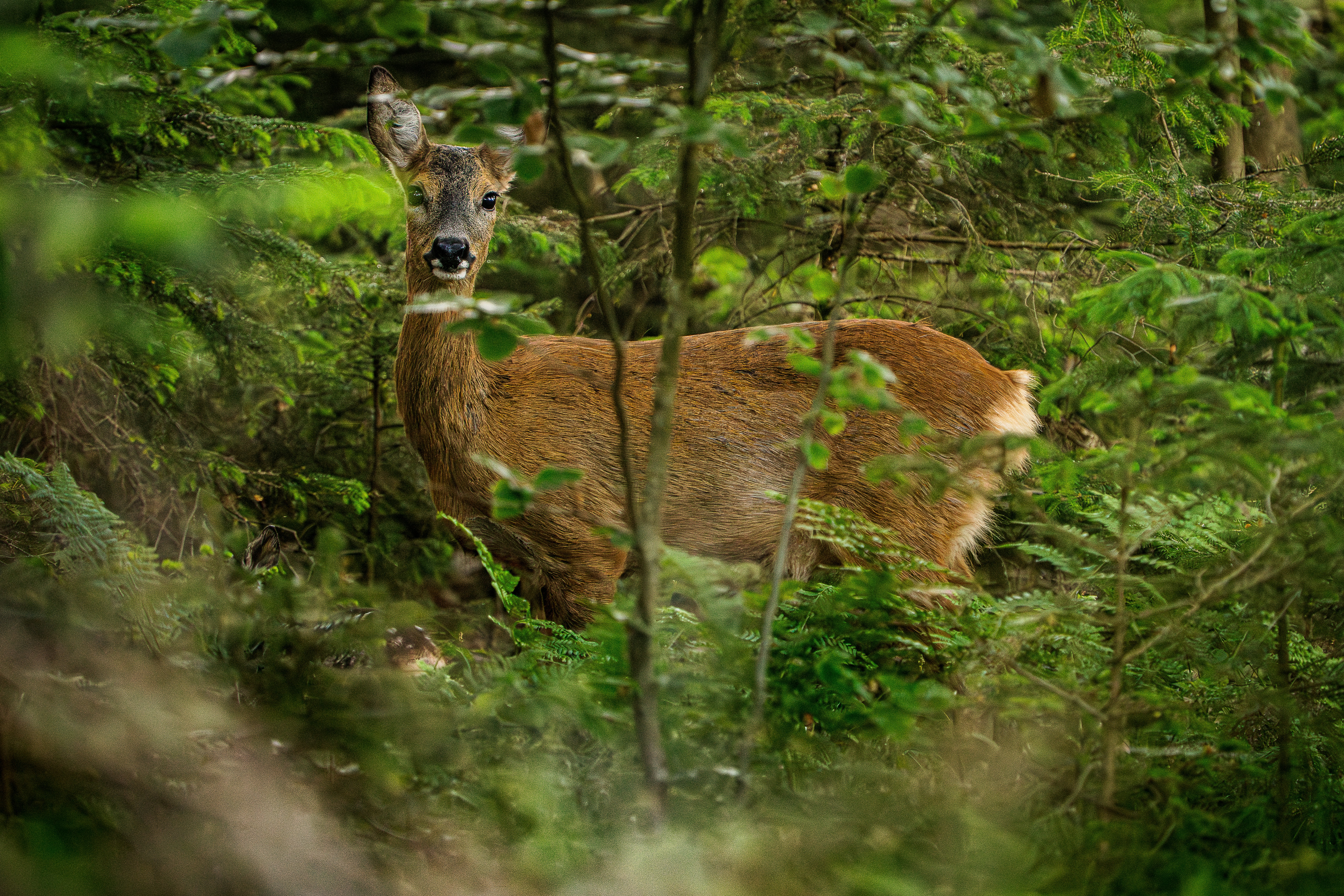 Forest Stalker: A Doe Pauses Behind Hidden Green Veil
