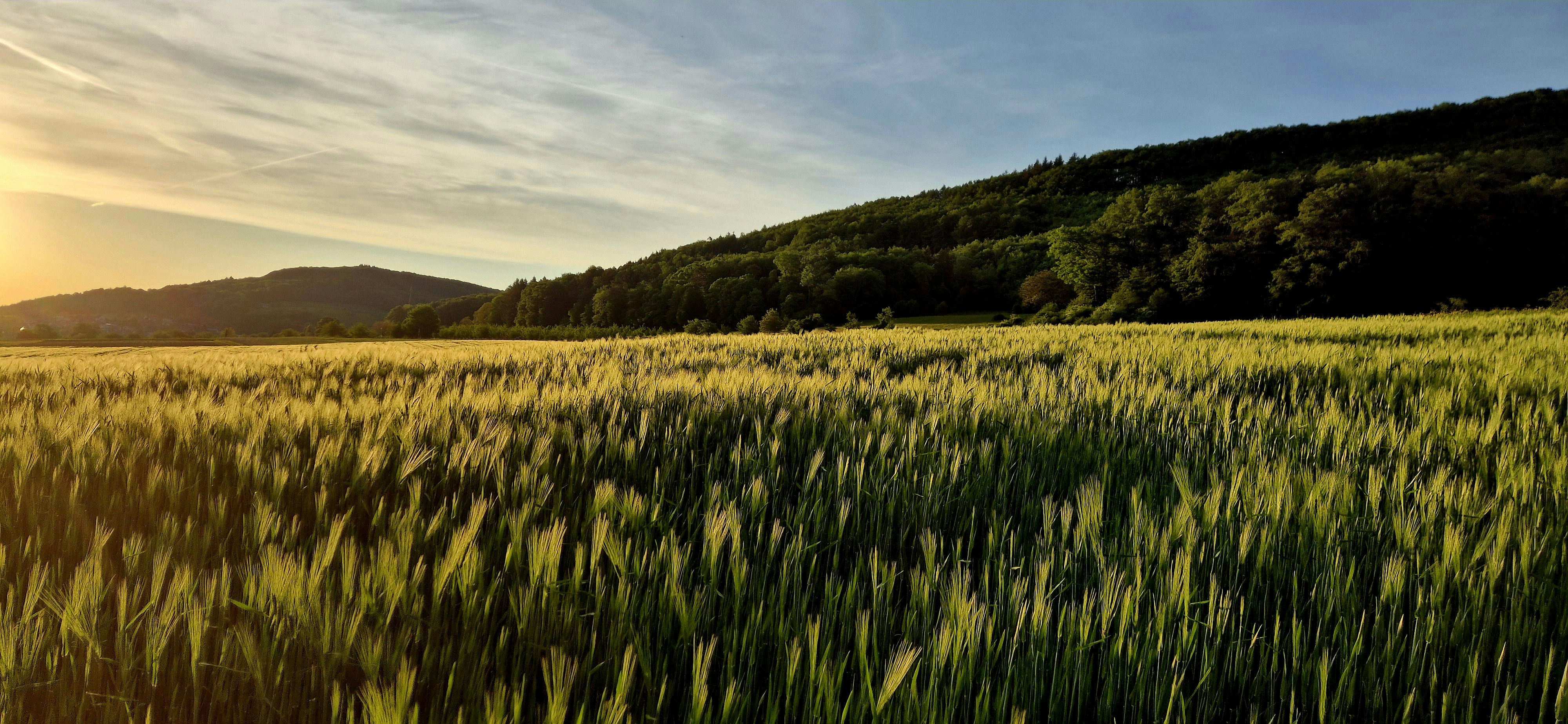 Sunlit Wheat field at Dusk: Hills and Tree Line