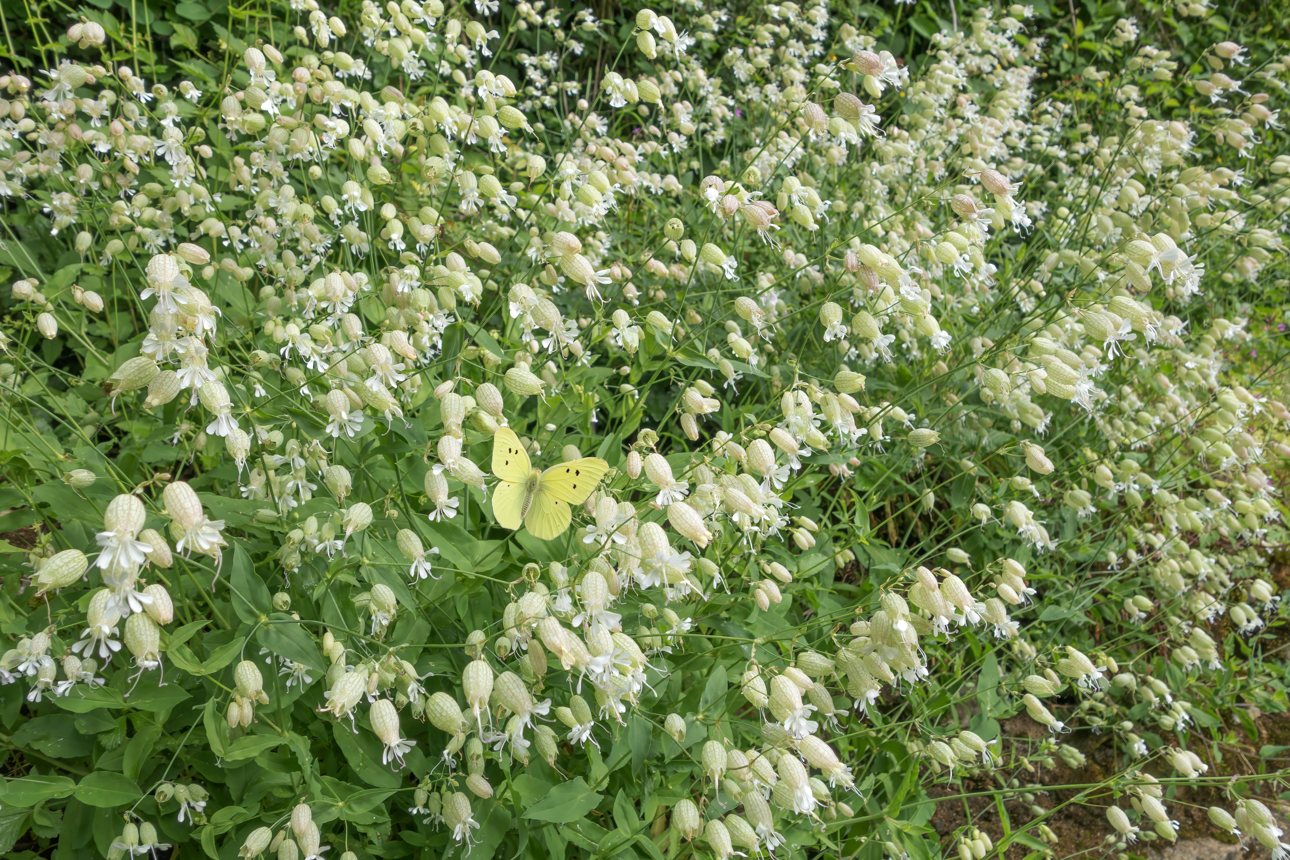 Buttercup Sea of White: A Yellow Admiral Resting Among Lilylike Blooms