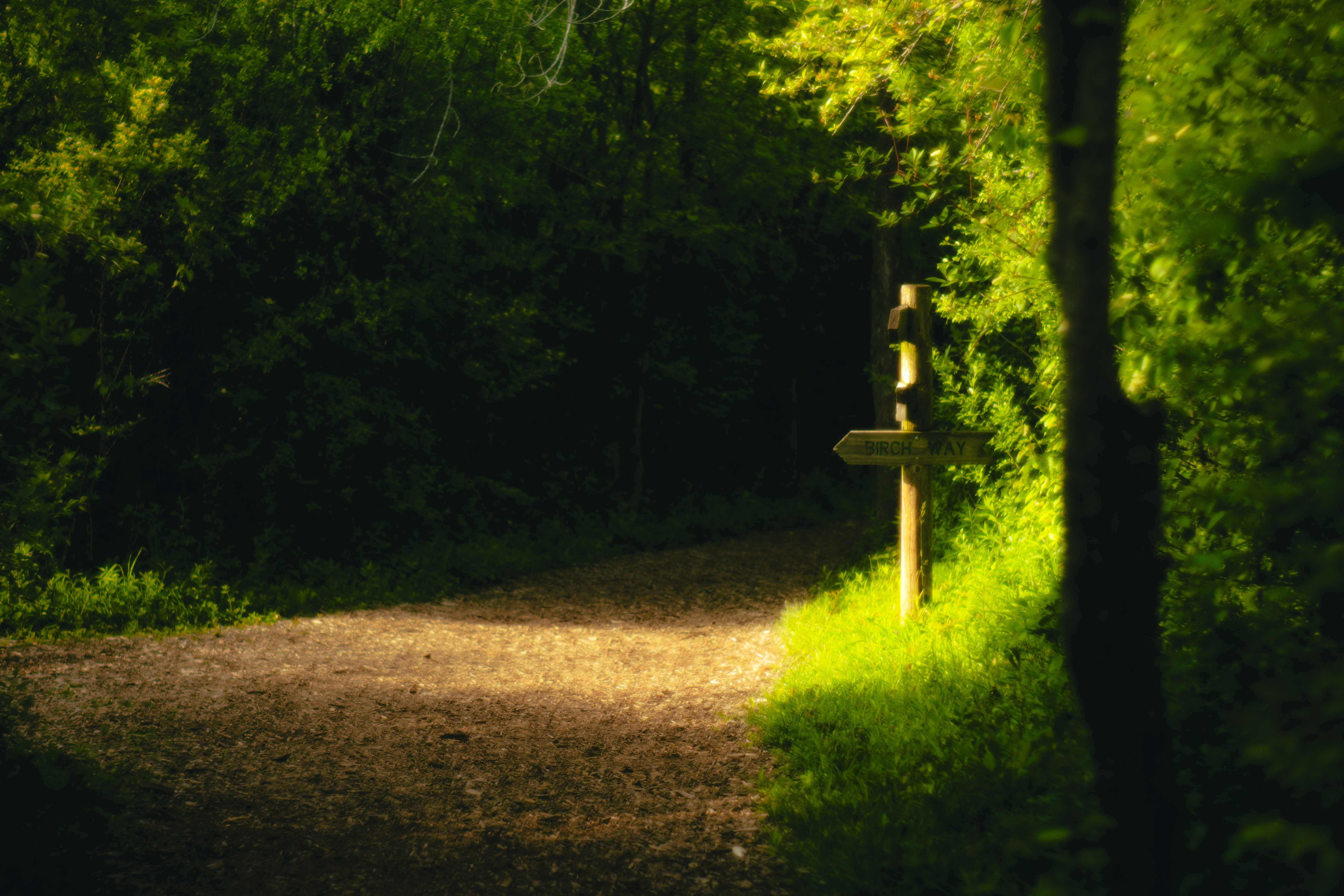 Path Through the Dappled Light: A Quiet Forest Crossroads