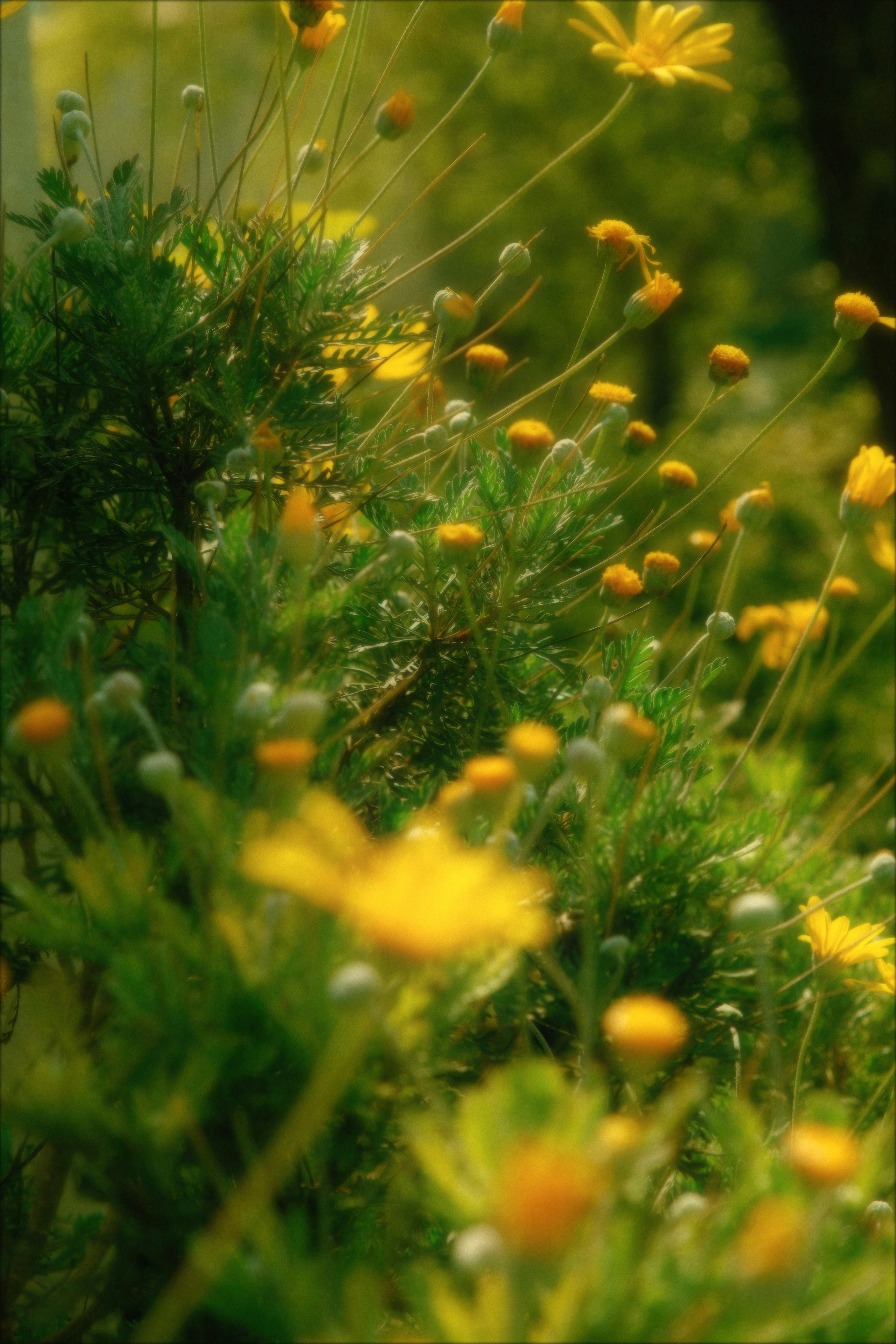 Sunlit Wildflowers in Soft Focus Meadow