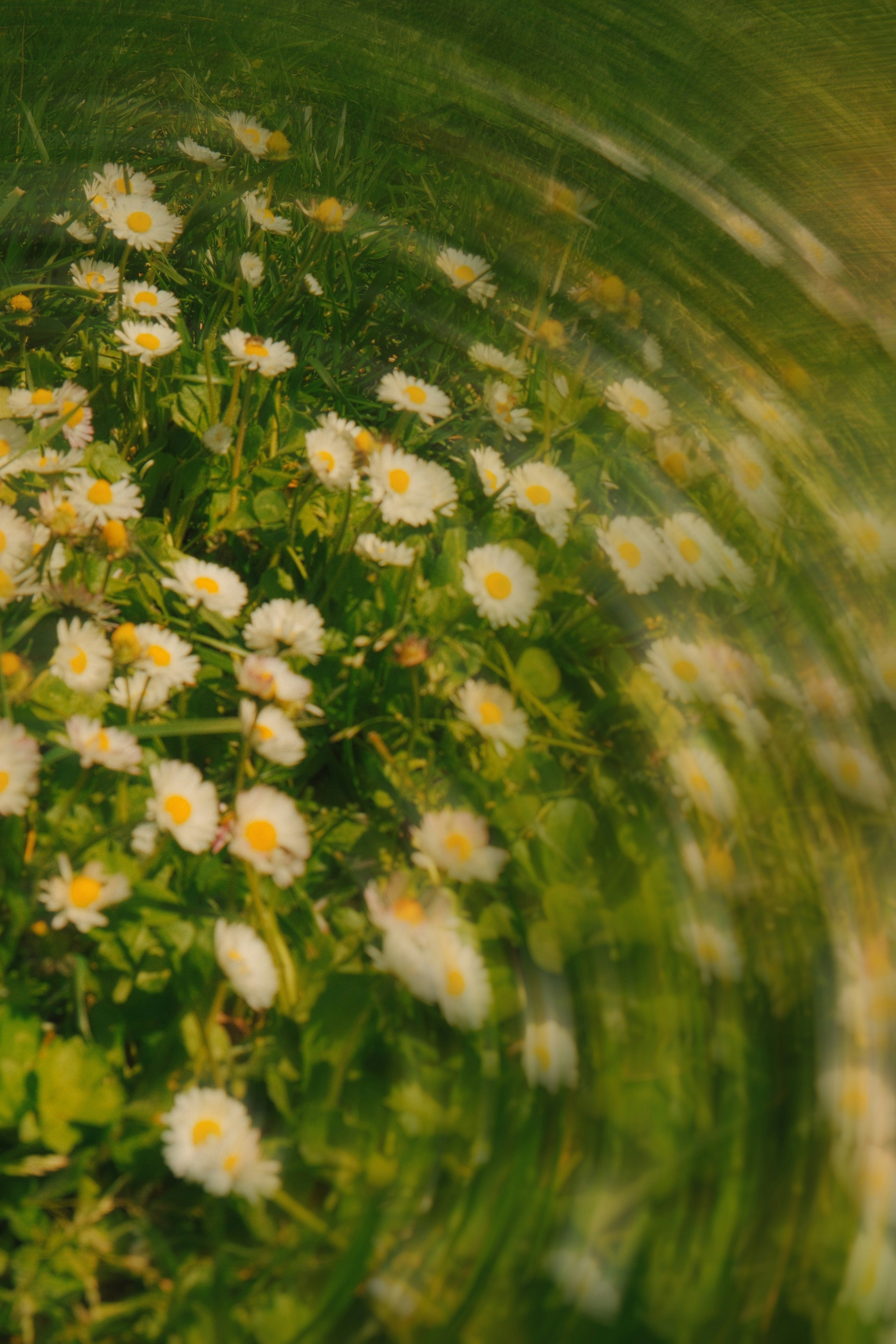 Swirling green field filled with white daisies.