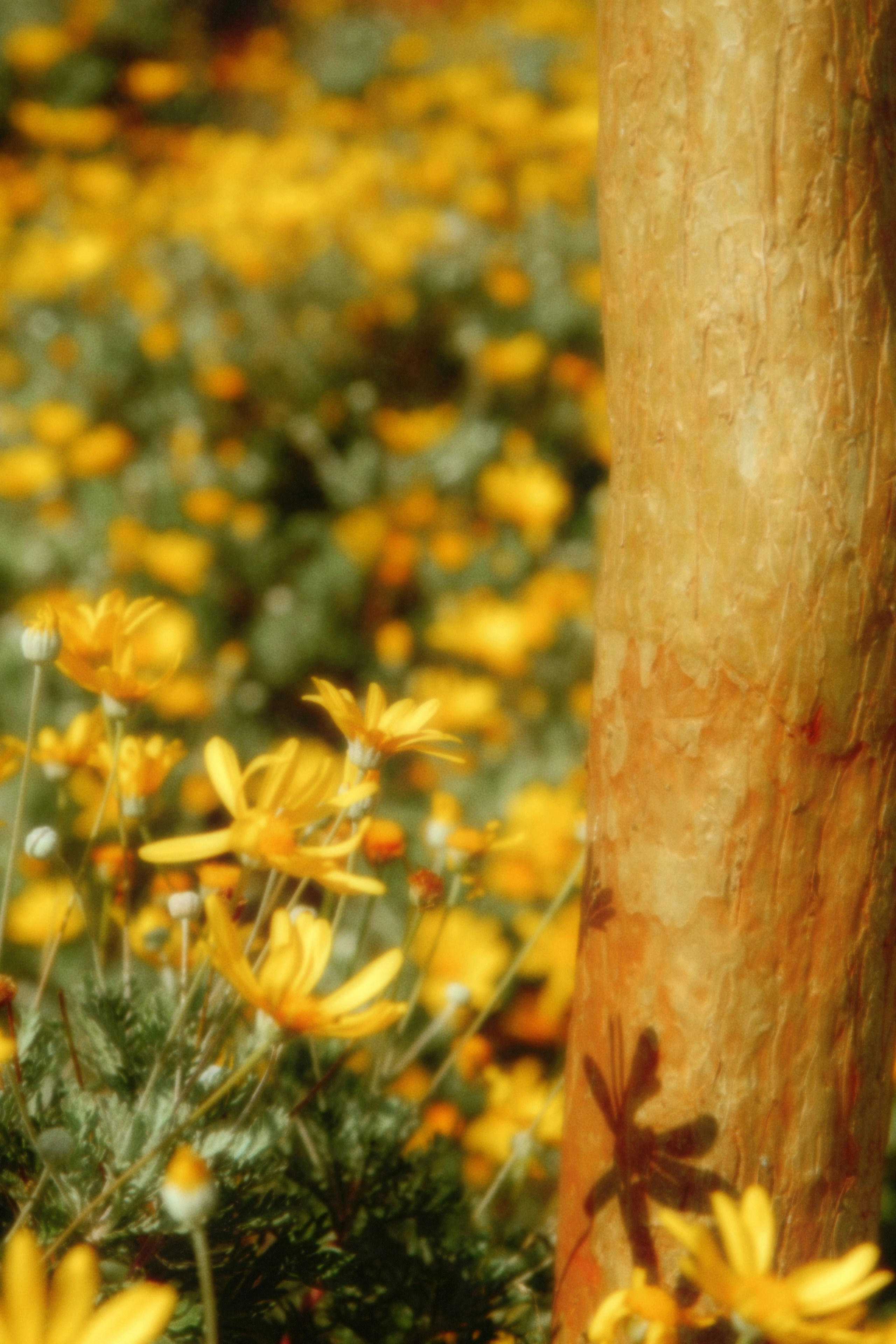 Golden Field Frame: Flowers Framing a Tree Burl in Afternoon Light