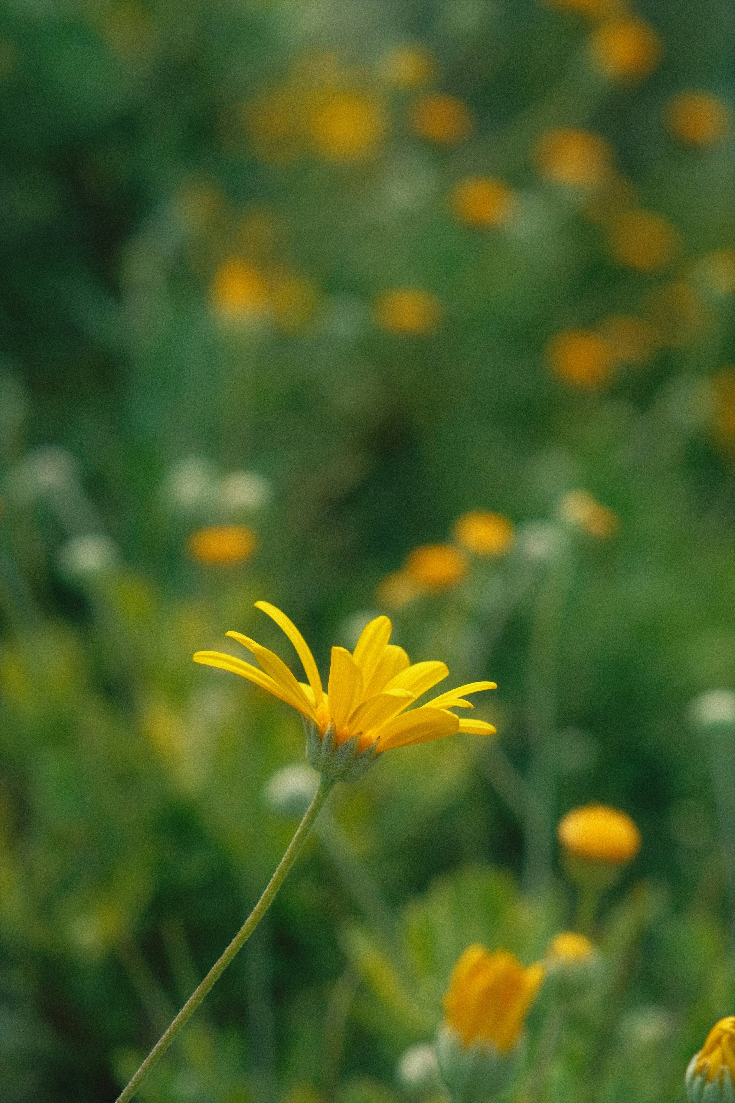 Golden Daisy Surge in a Field of Soft Focus