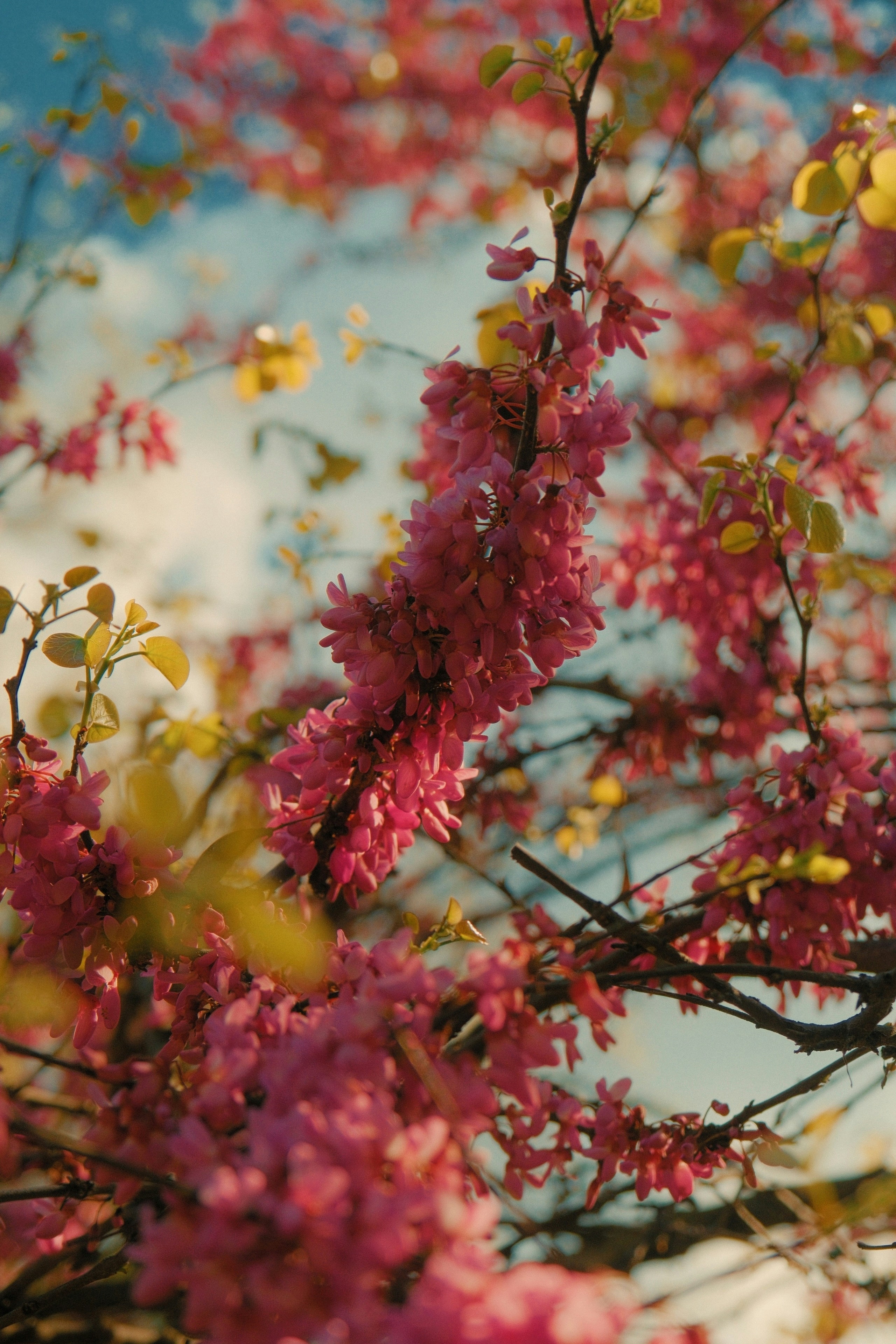 Blossoms in Focus: a cascade of pink on sunlit branches