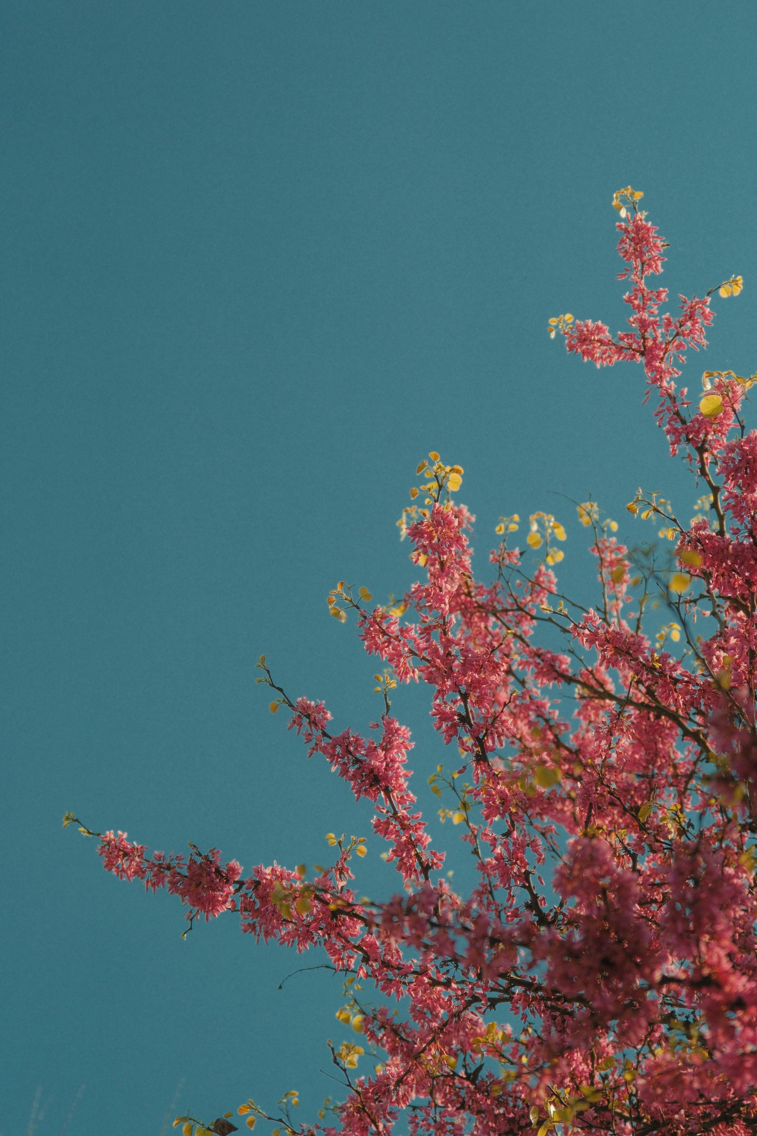 Blossoms against a Clear Sky: A Sunlit Cascade of Pink