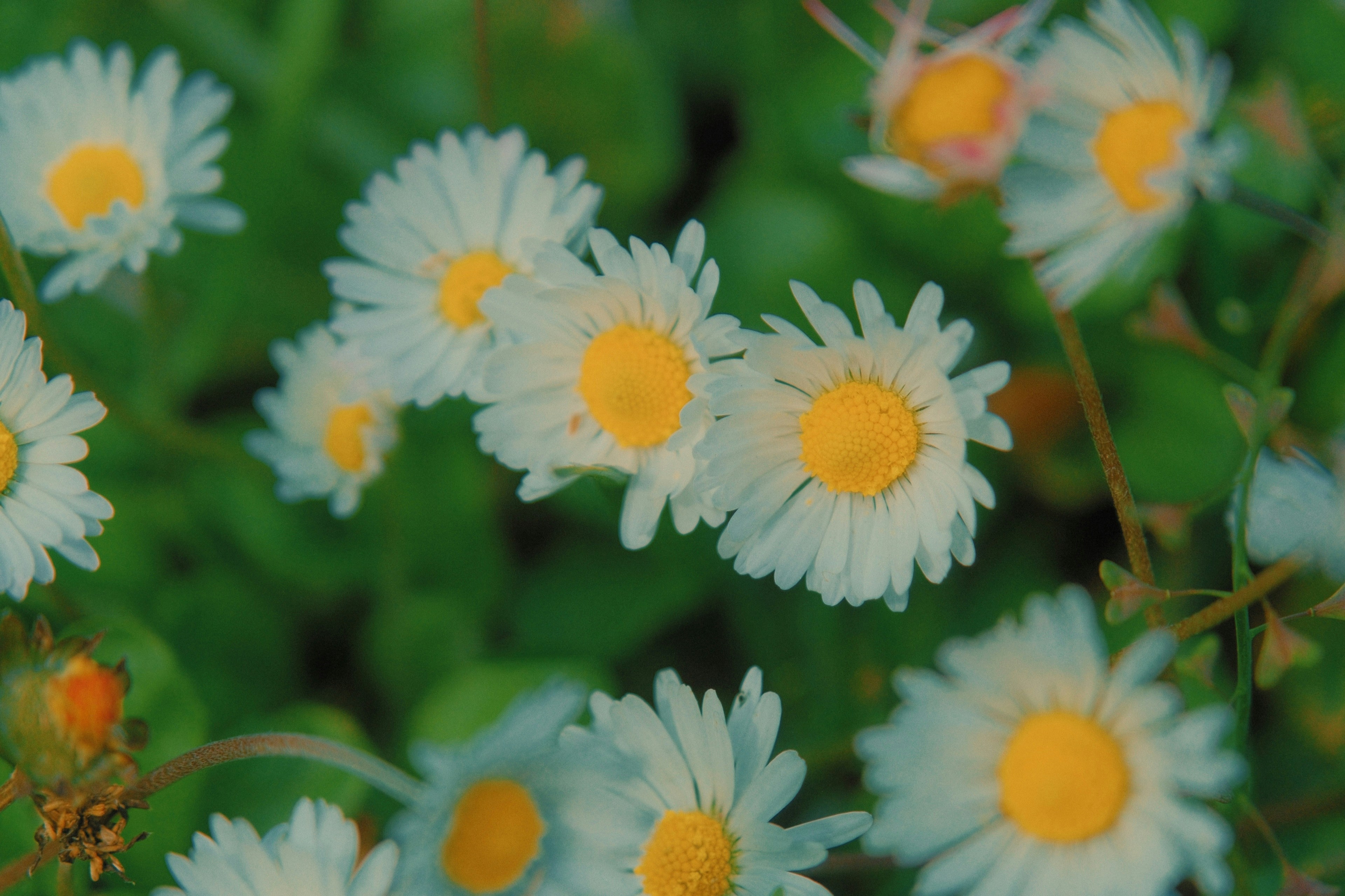 Sunlit Daisies in a Quiet Spring Patch