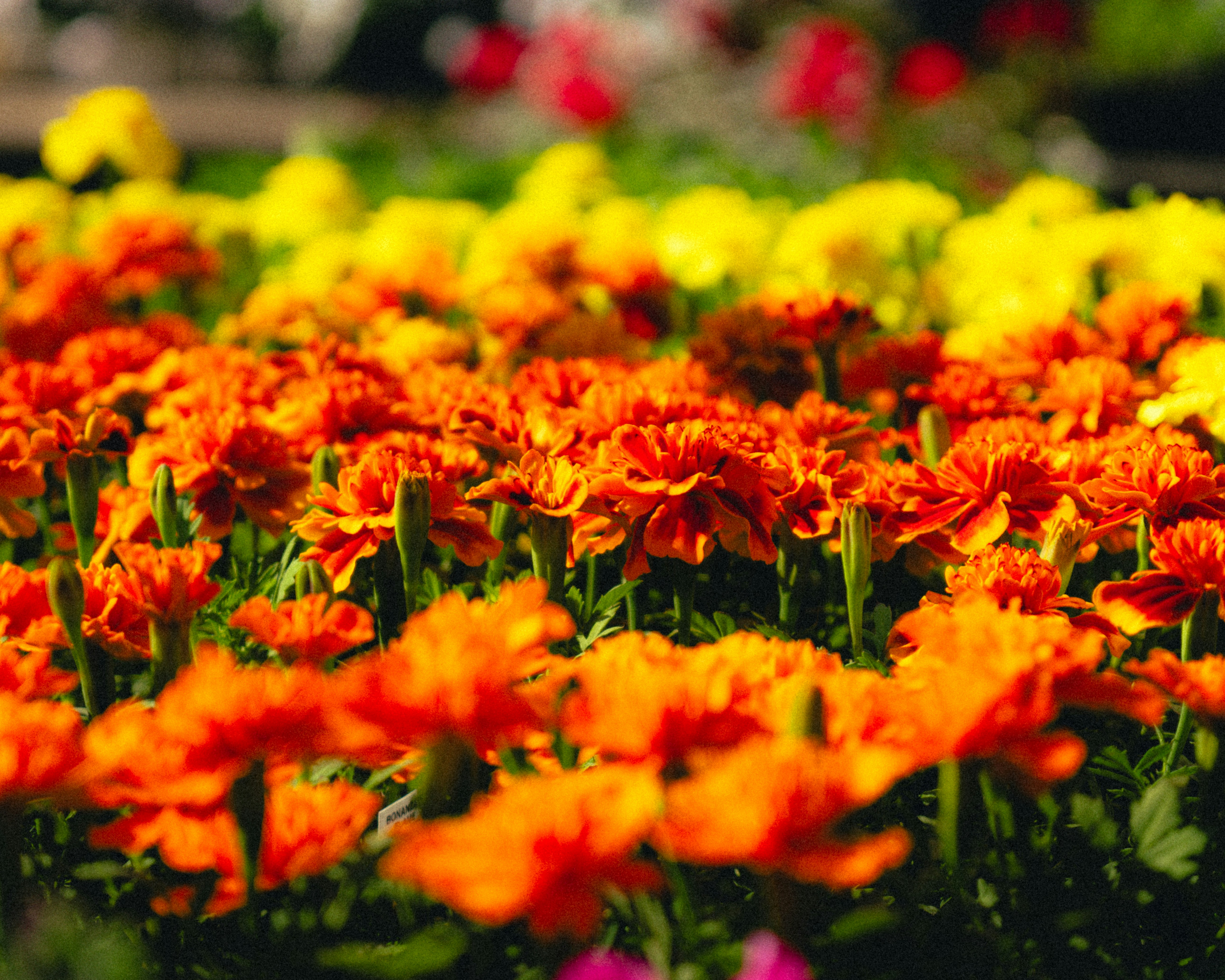 Flowers of the Coon Valley