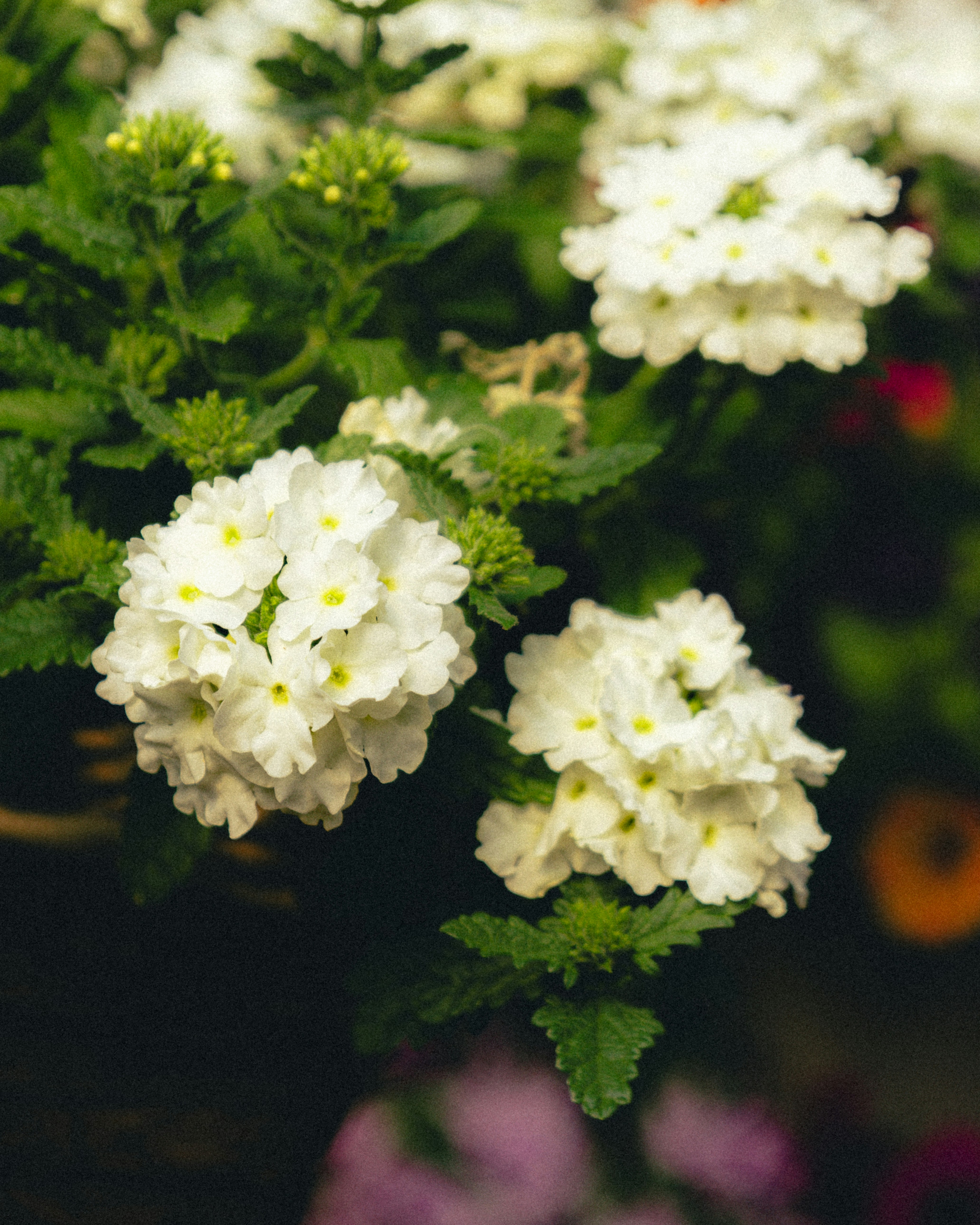 White cluster of flower blooms framed by deep green leaves
