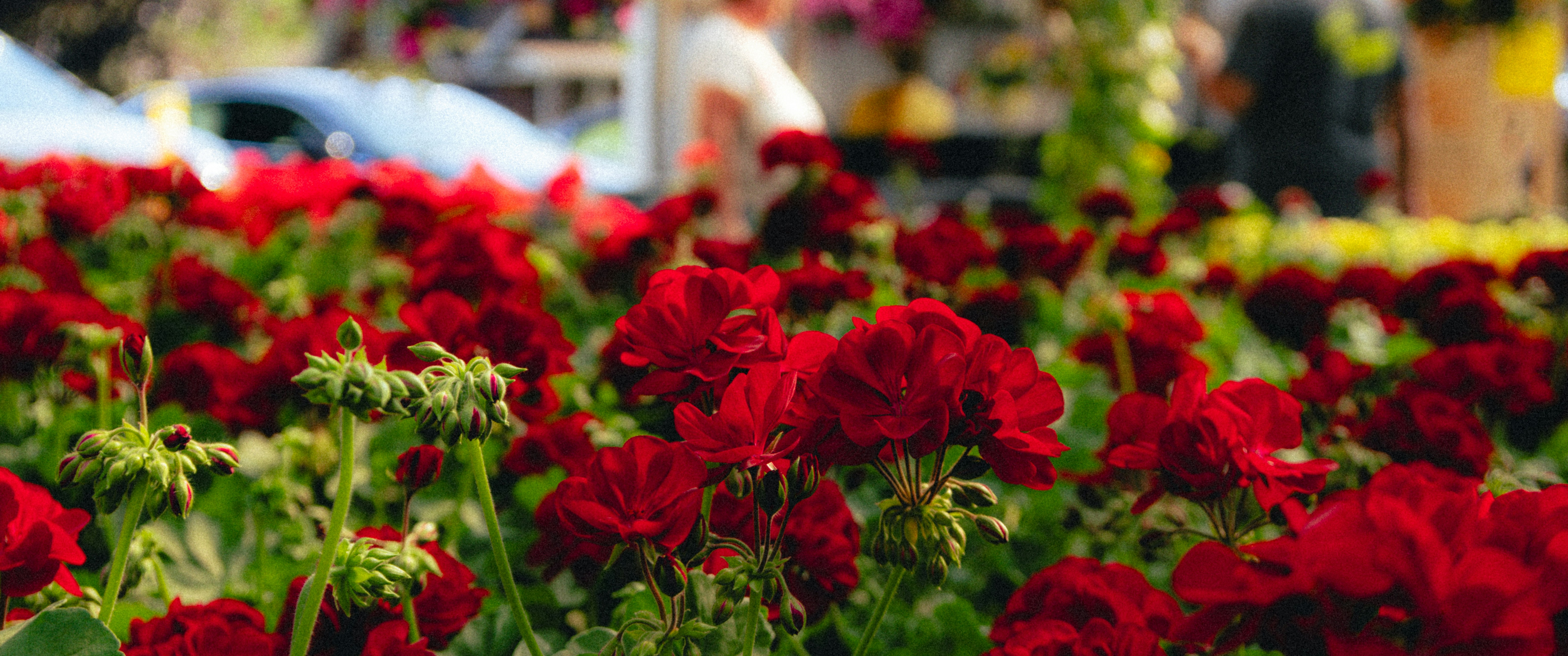 Crimson Bloom Field at the Market Edge