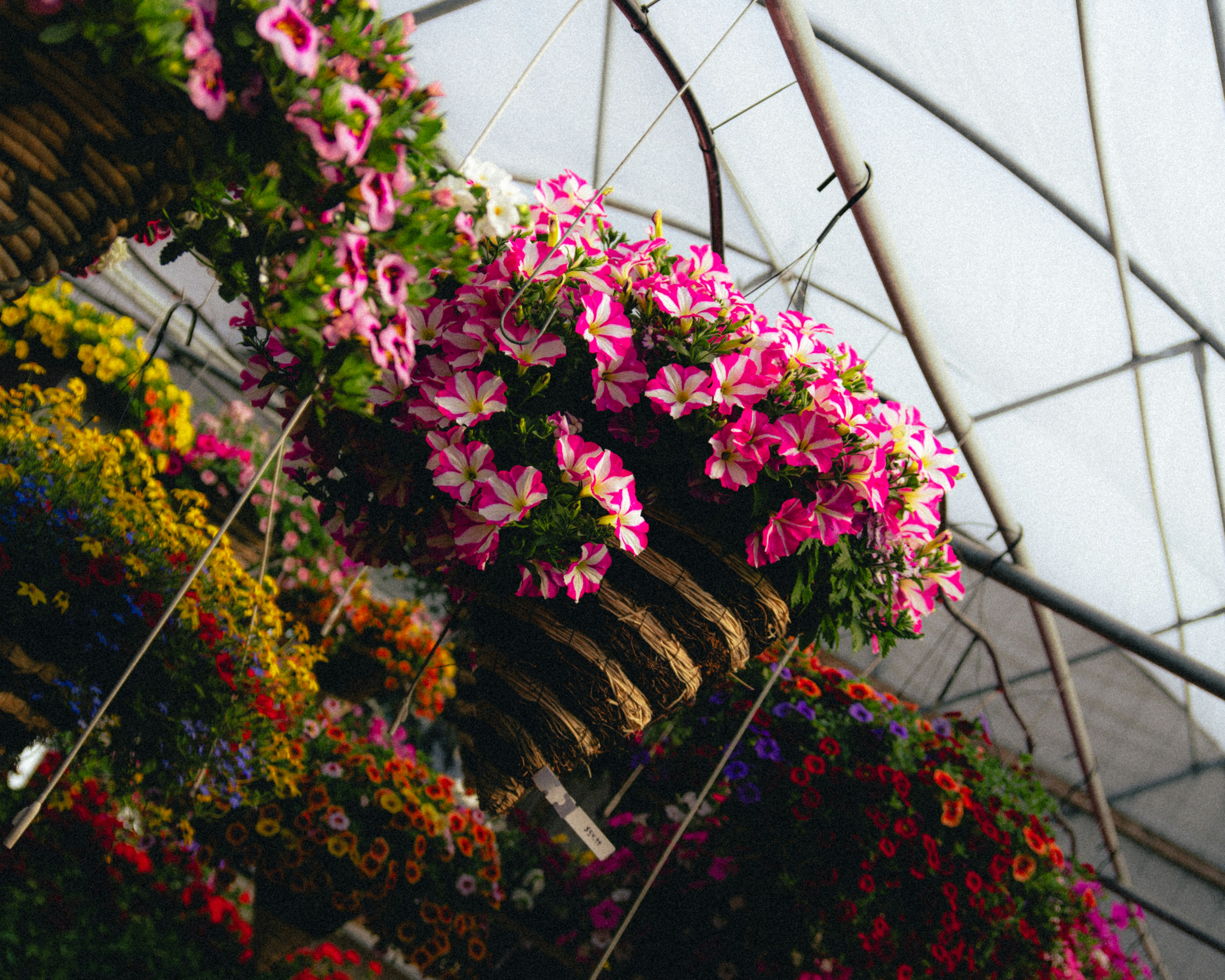 Flowers of the Coon Valley