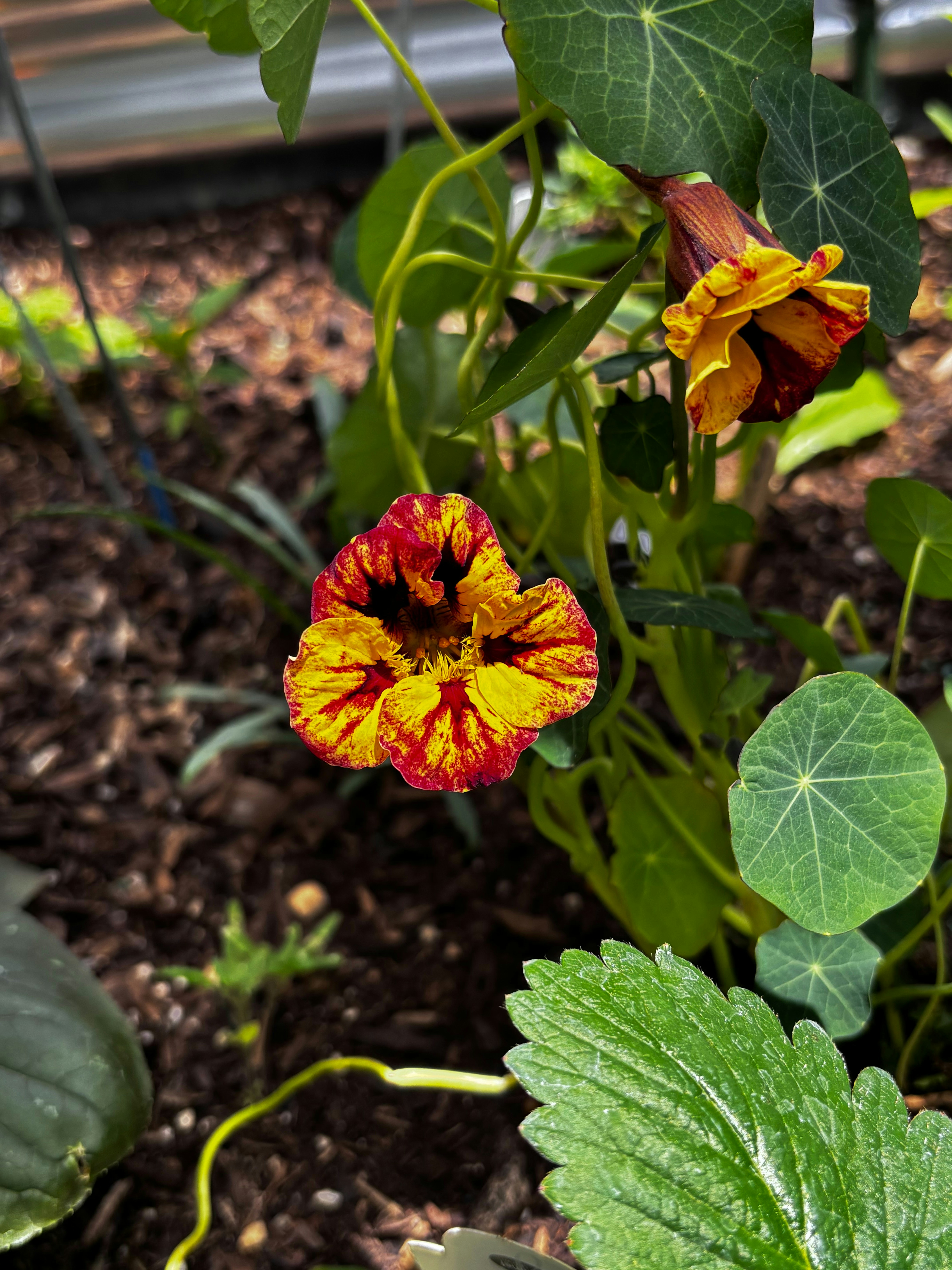 Sunlit Nasturtium Blooming Amid Greenery