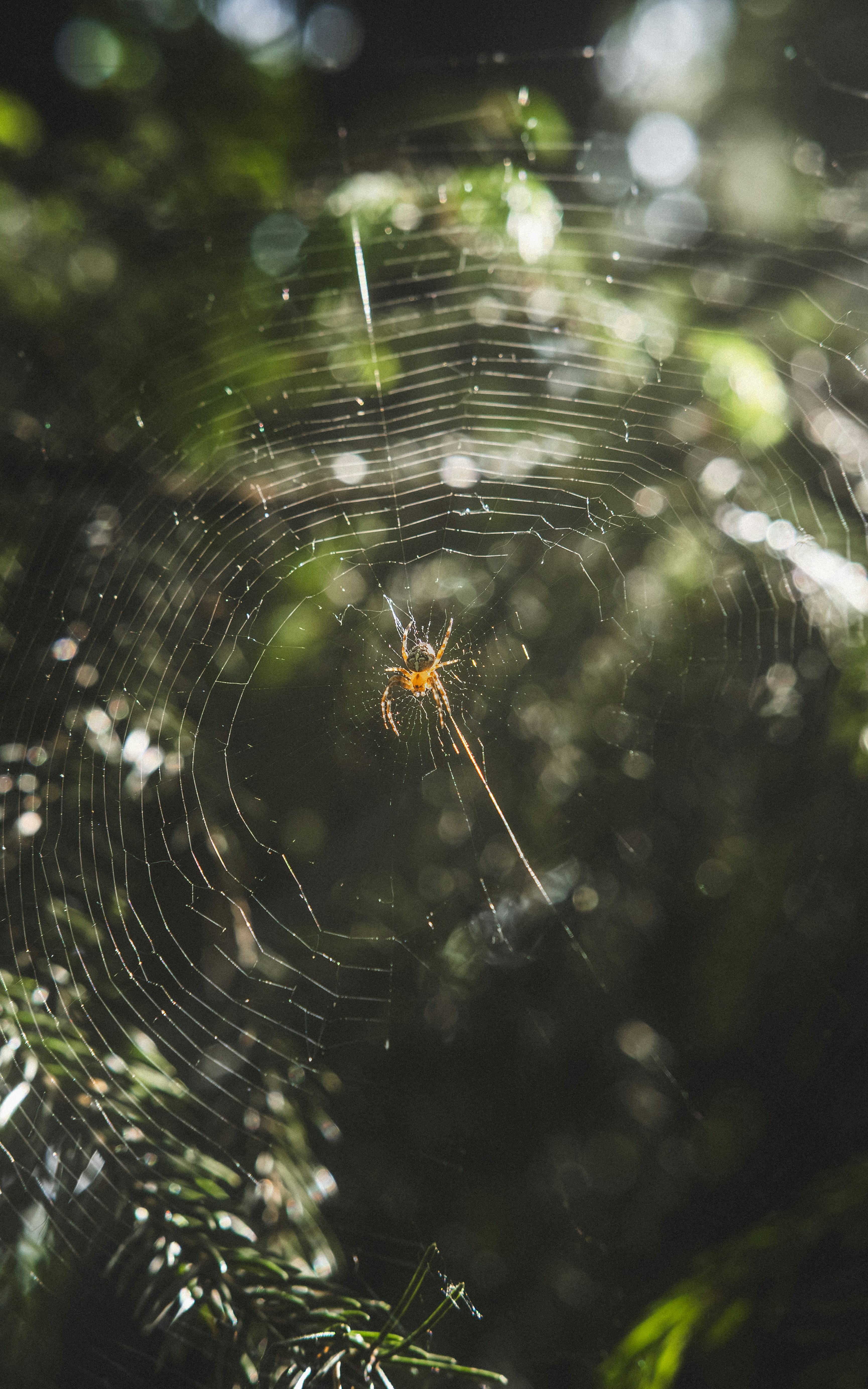 Orb-weaver Centerstage: a dew-dusted web in dappled forest light