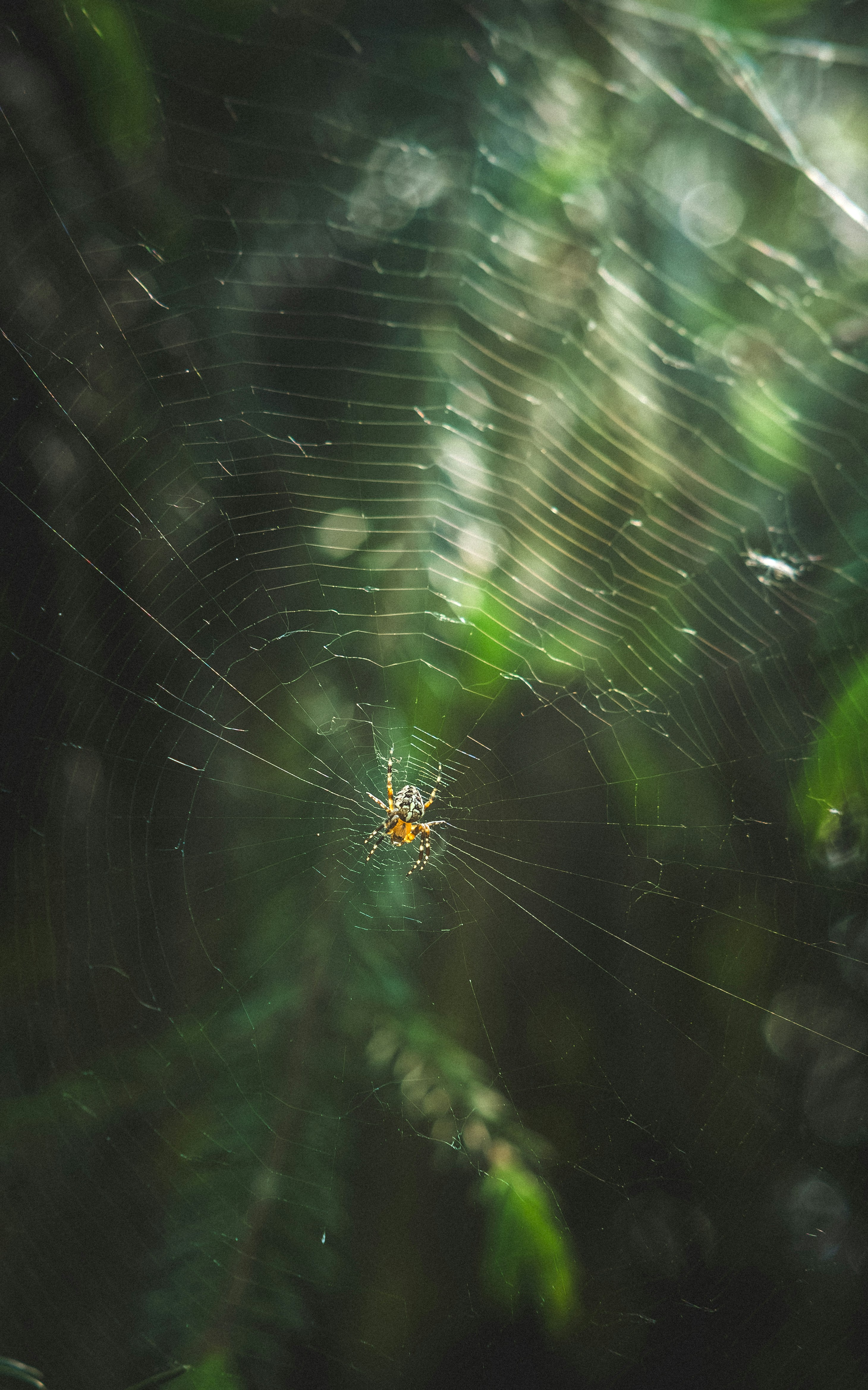 Silken Center: A Spider’s Web Framed by Forest Light