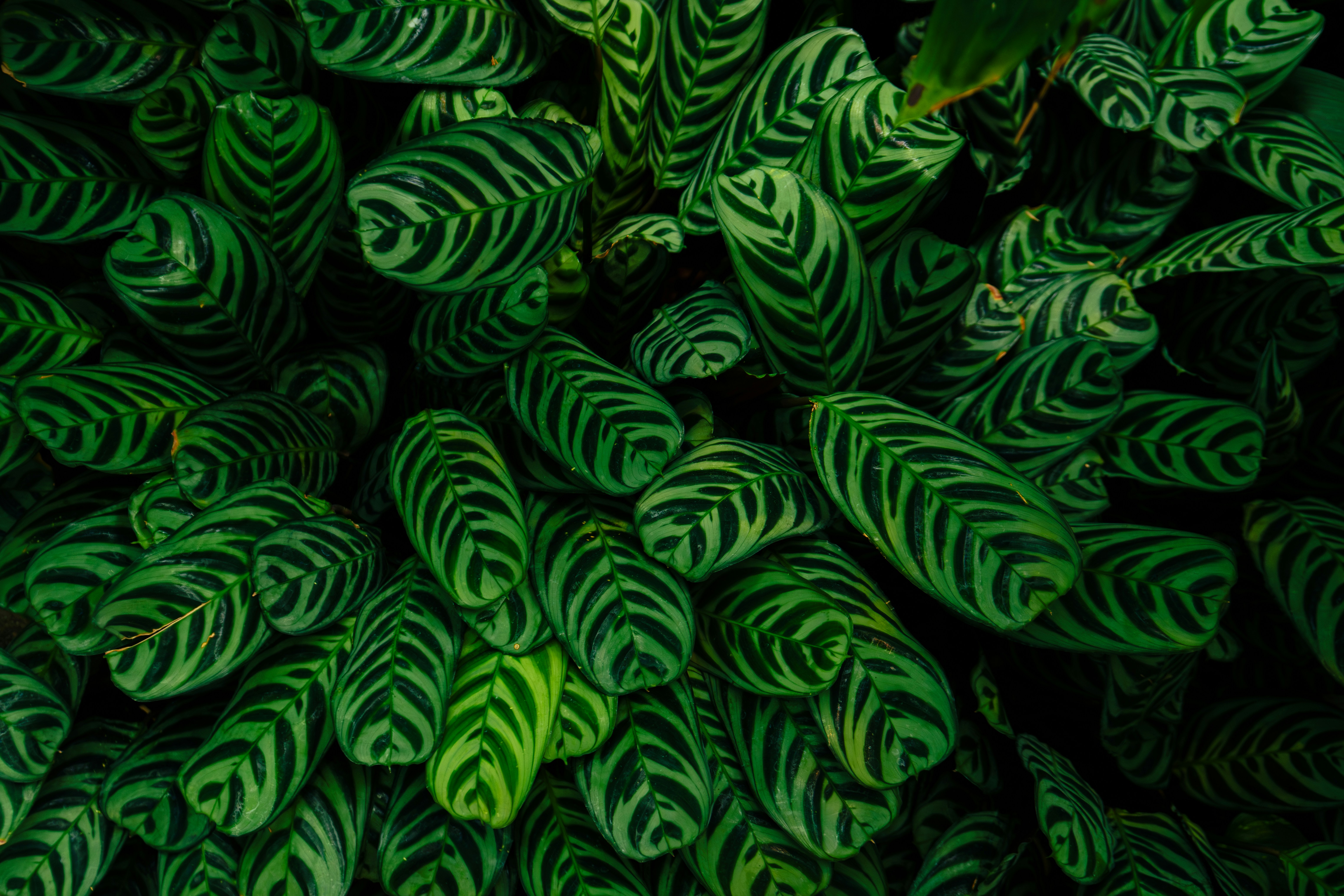 Vibrant green leaves with unique dark stripes.