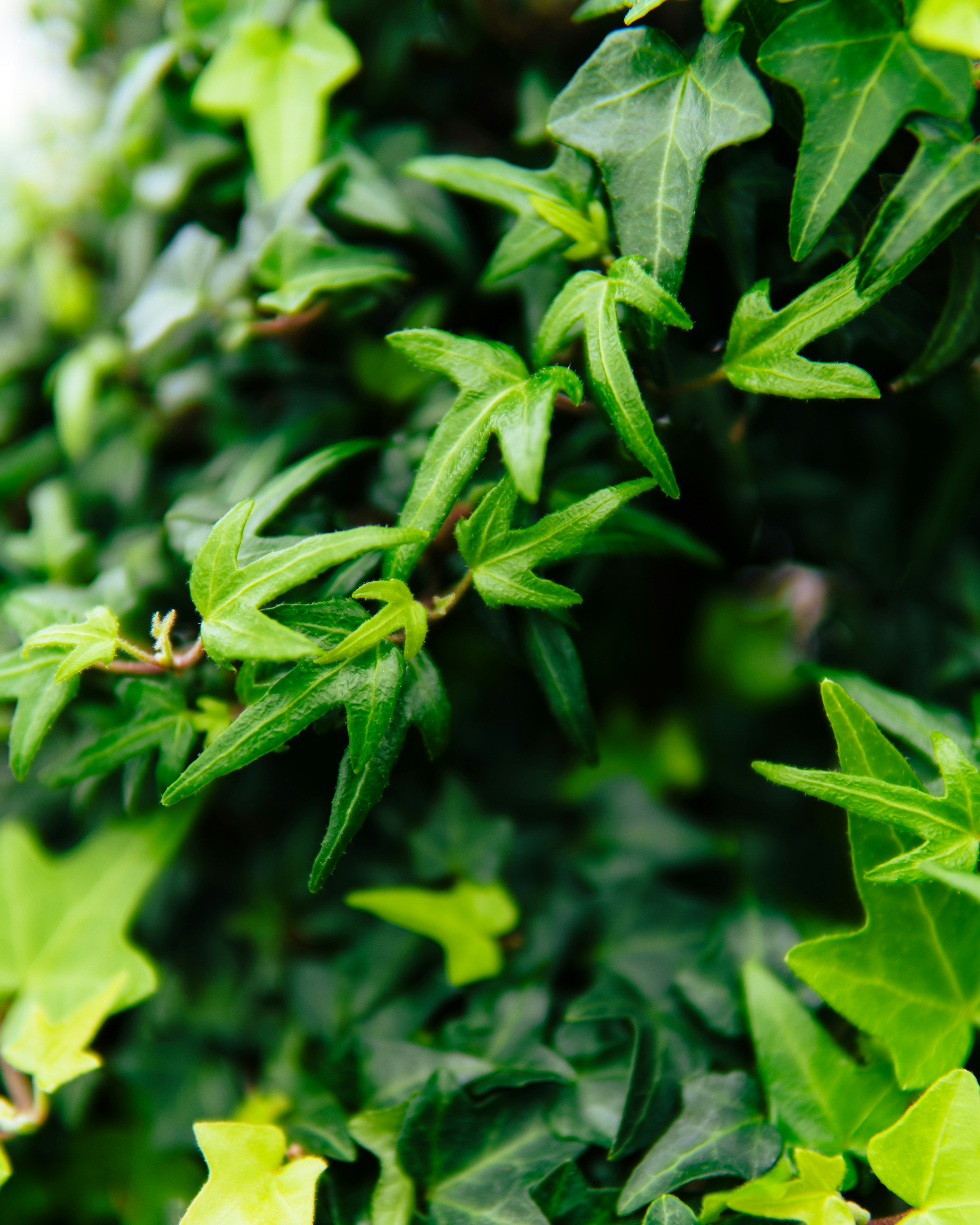Emerald Tangle: Close-up of Ivy Casings in Dappled Light