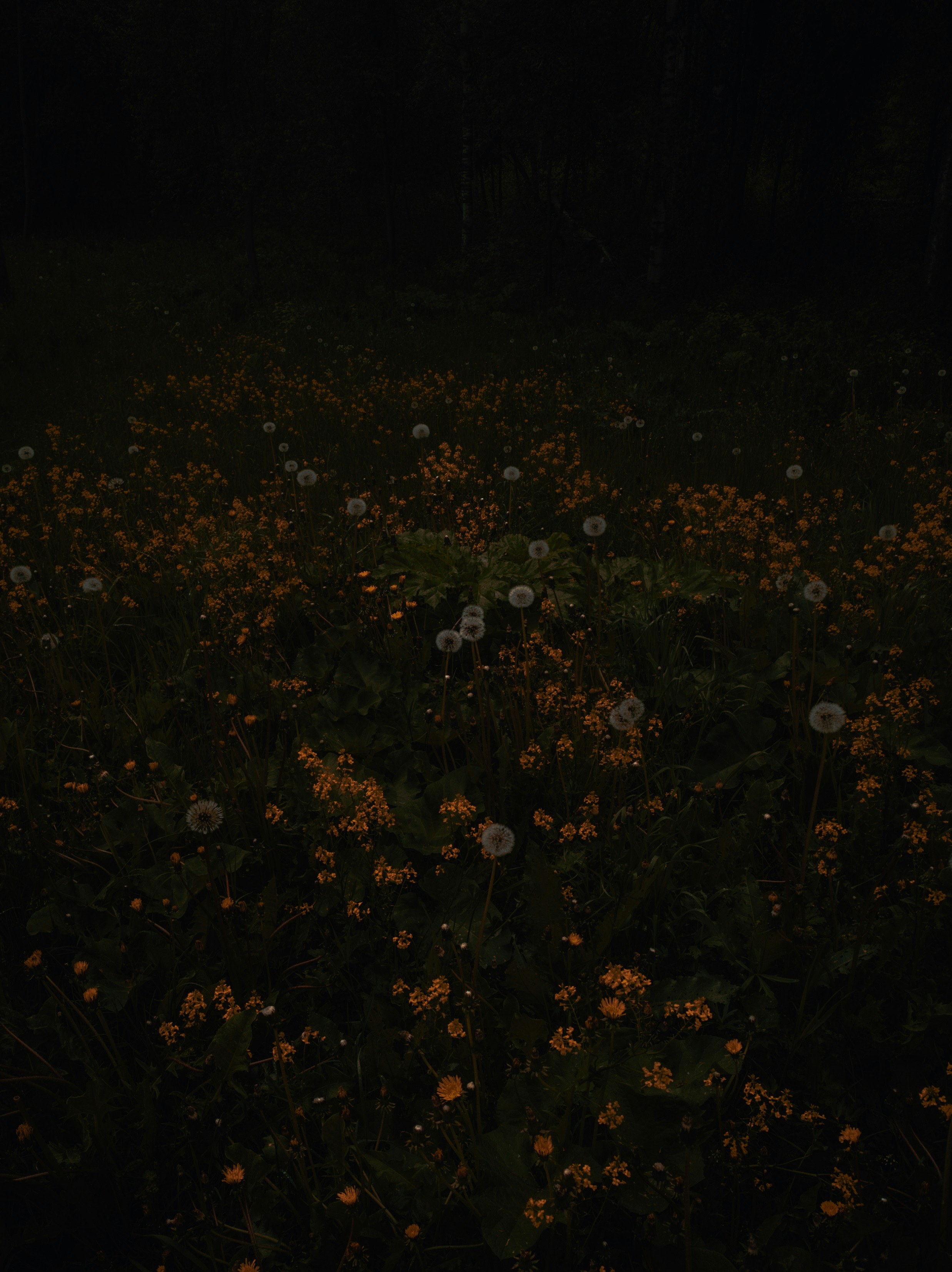Night Meadow: Dandelion Seeds Hover Over a Field of Quiet Orange Blooms