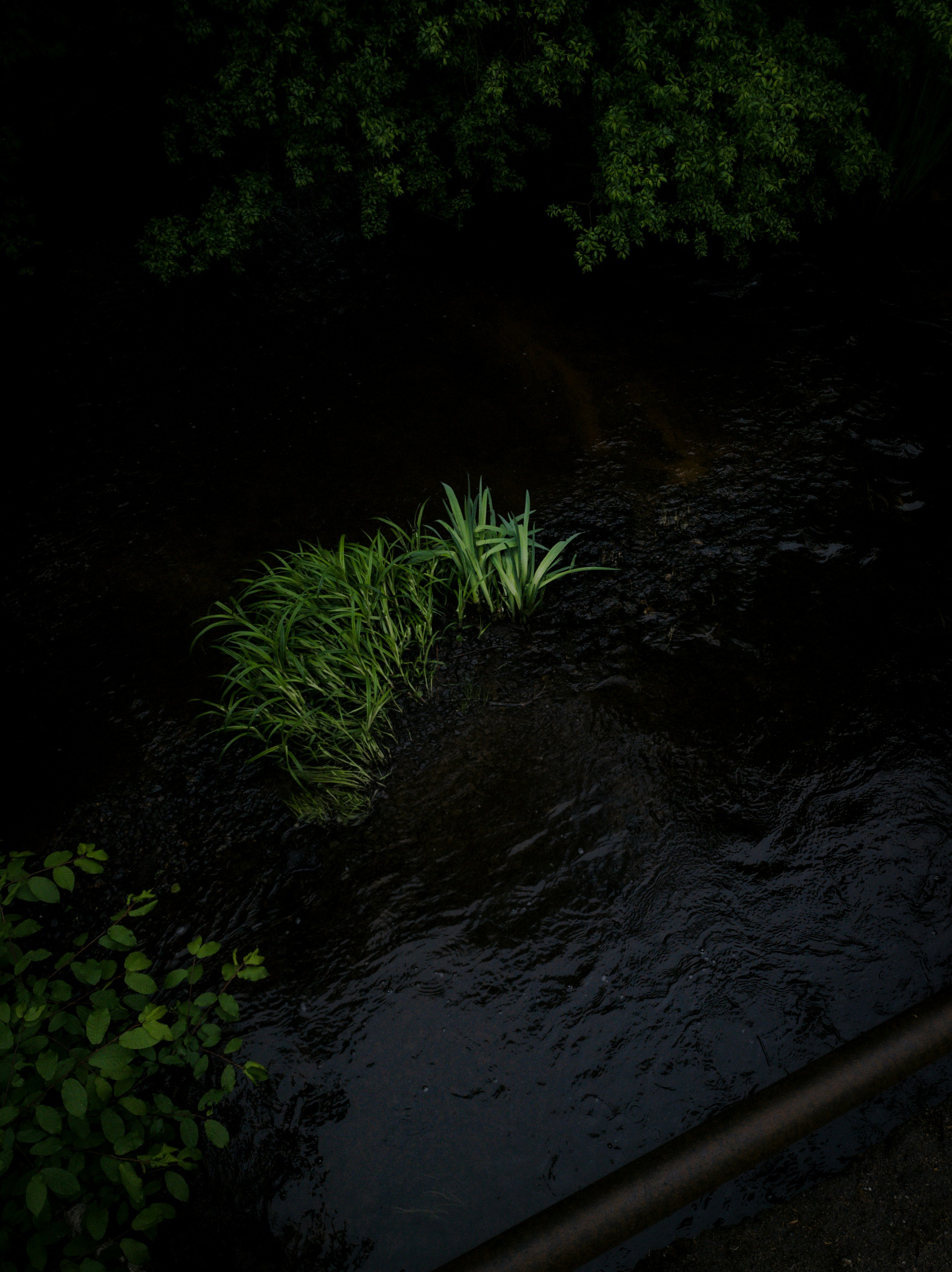 Emerging Green in the Dark Current