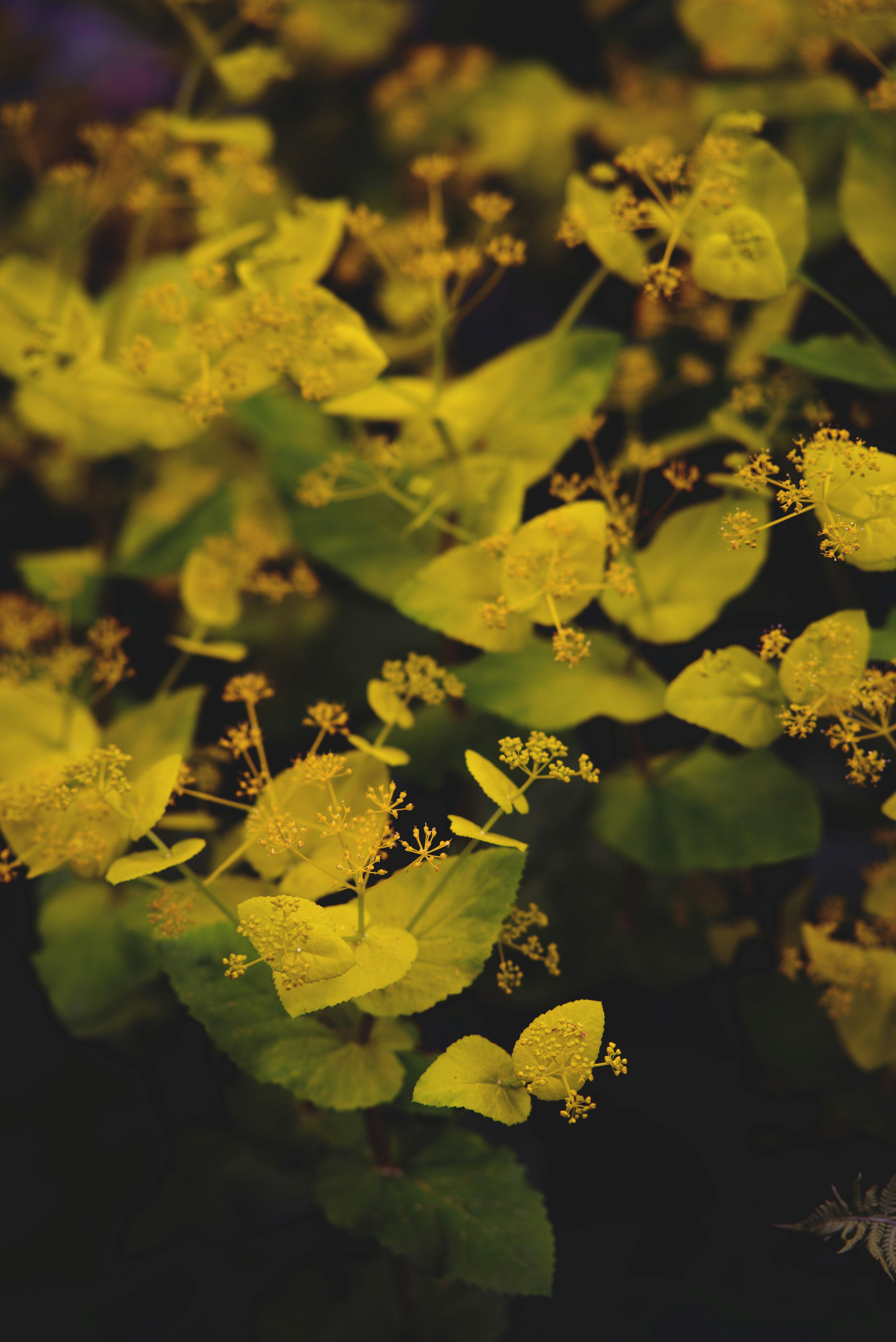 Golden Canopy: A Quiet Burst of Spring in Dappled Light