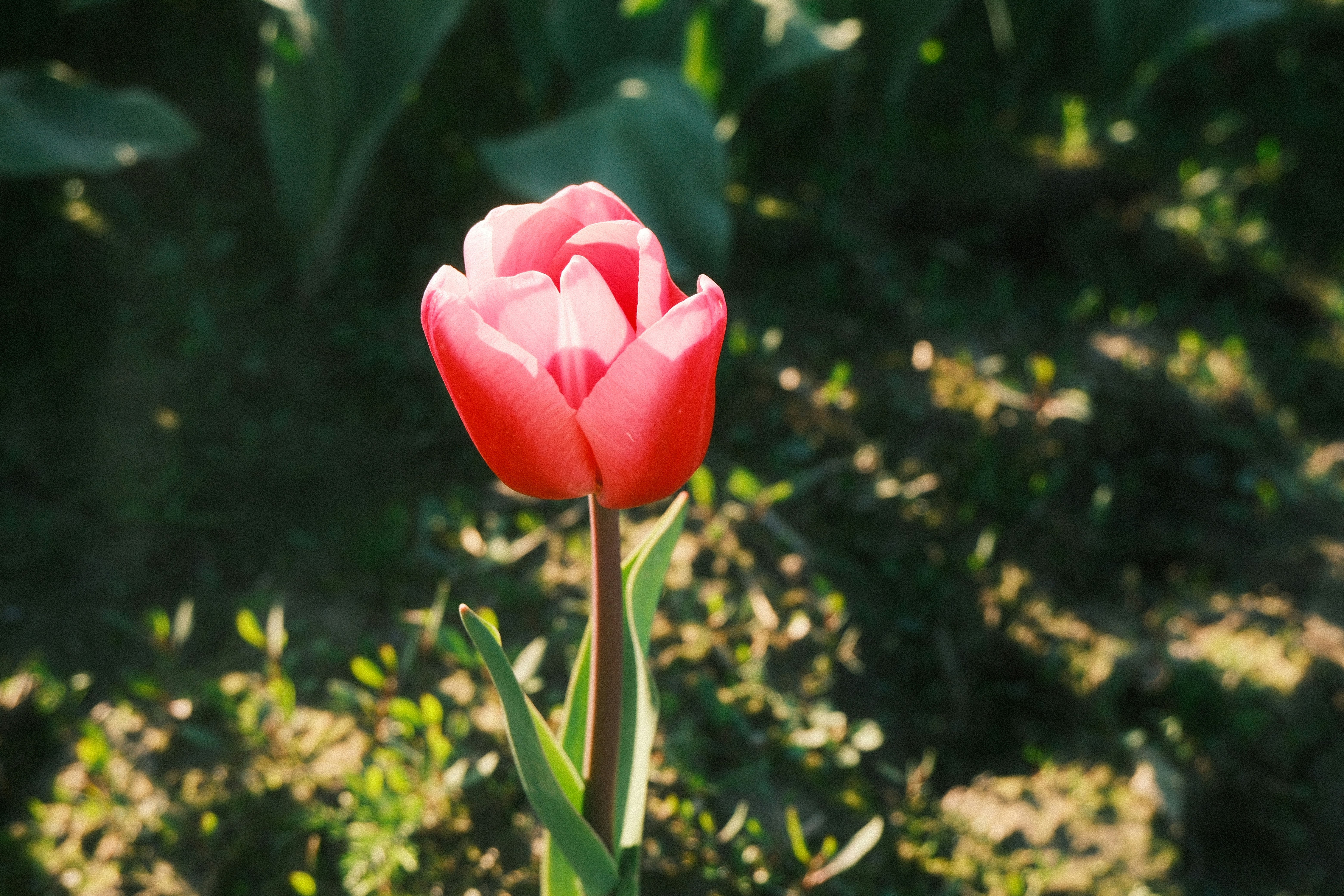 Single Pink Tulip Reaching Toward Dappled Spring Light