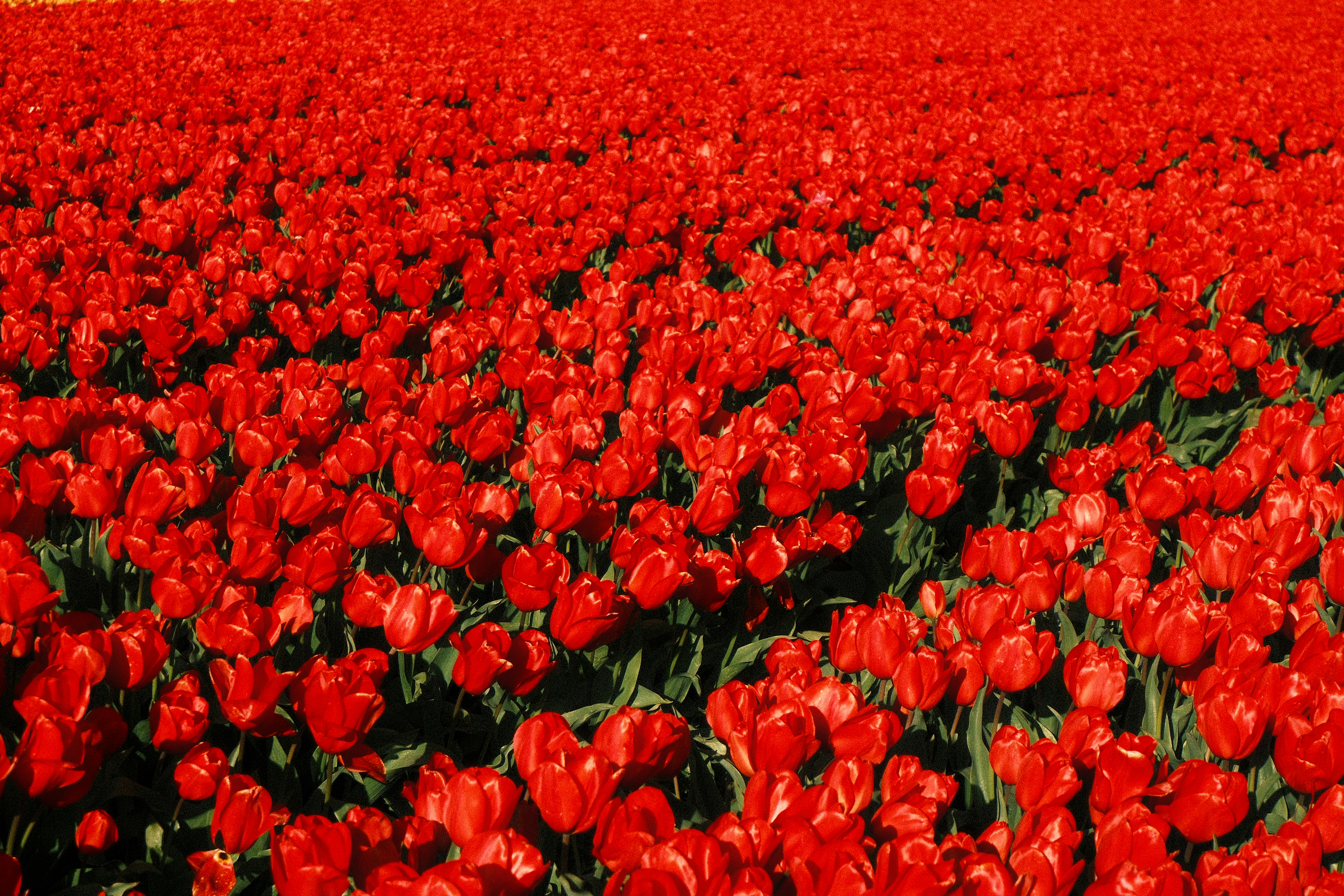 Sea of Scarlet Petals: A Tulip Field Stretching to the Horizon