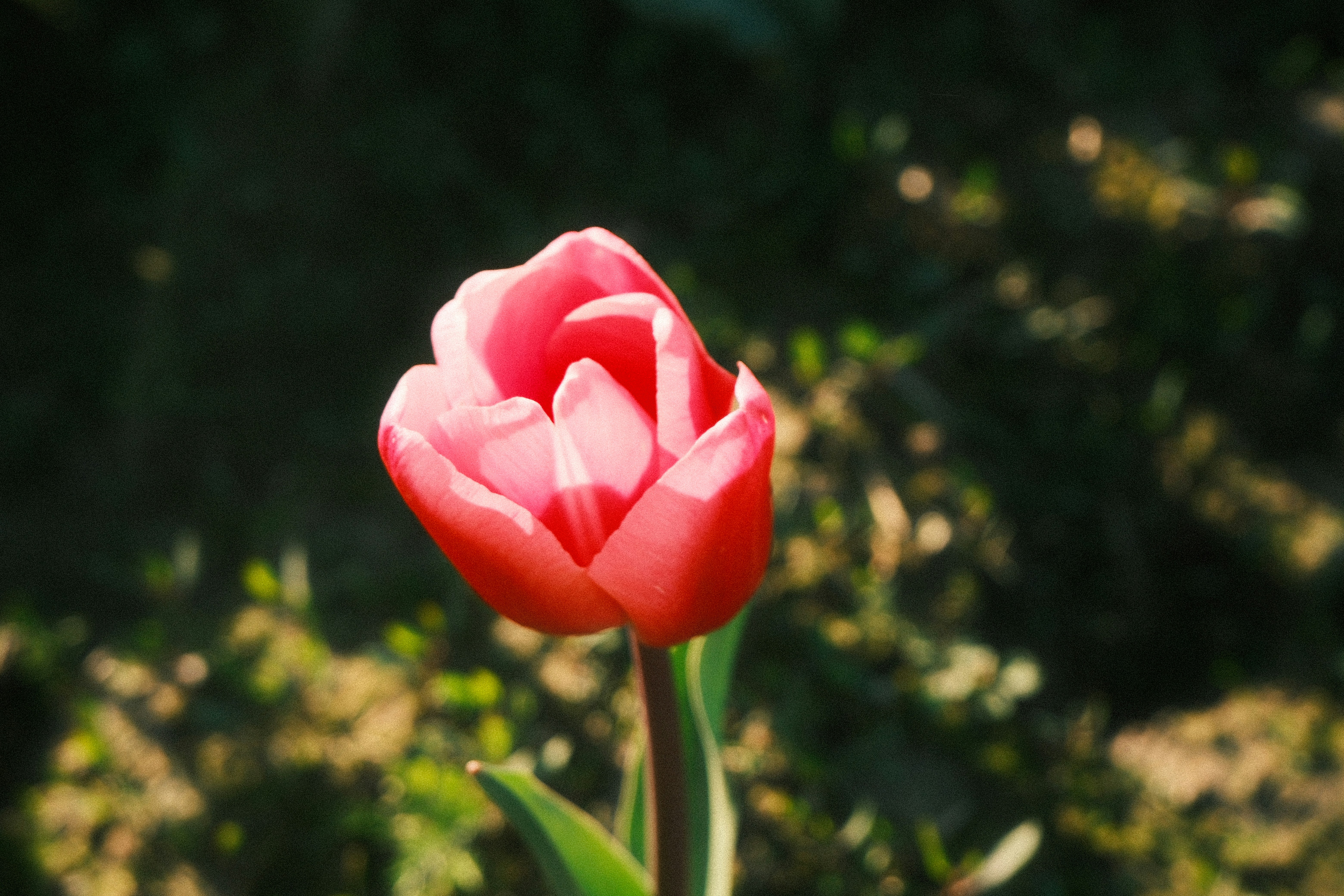 Blooming Pink Tulip Reaching Toward Morning Sun