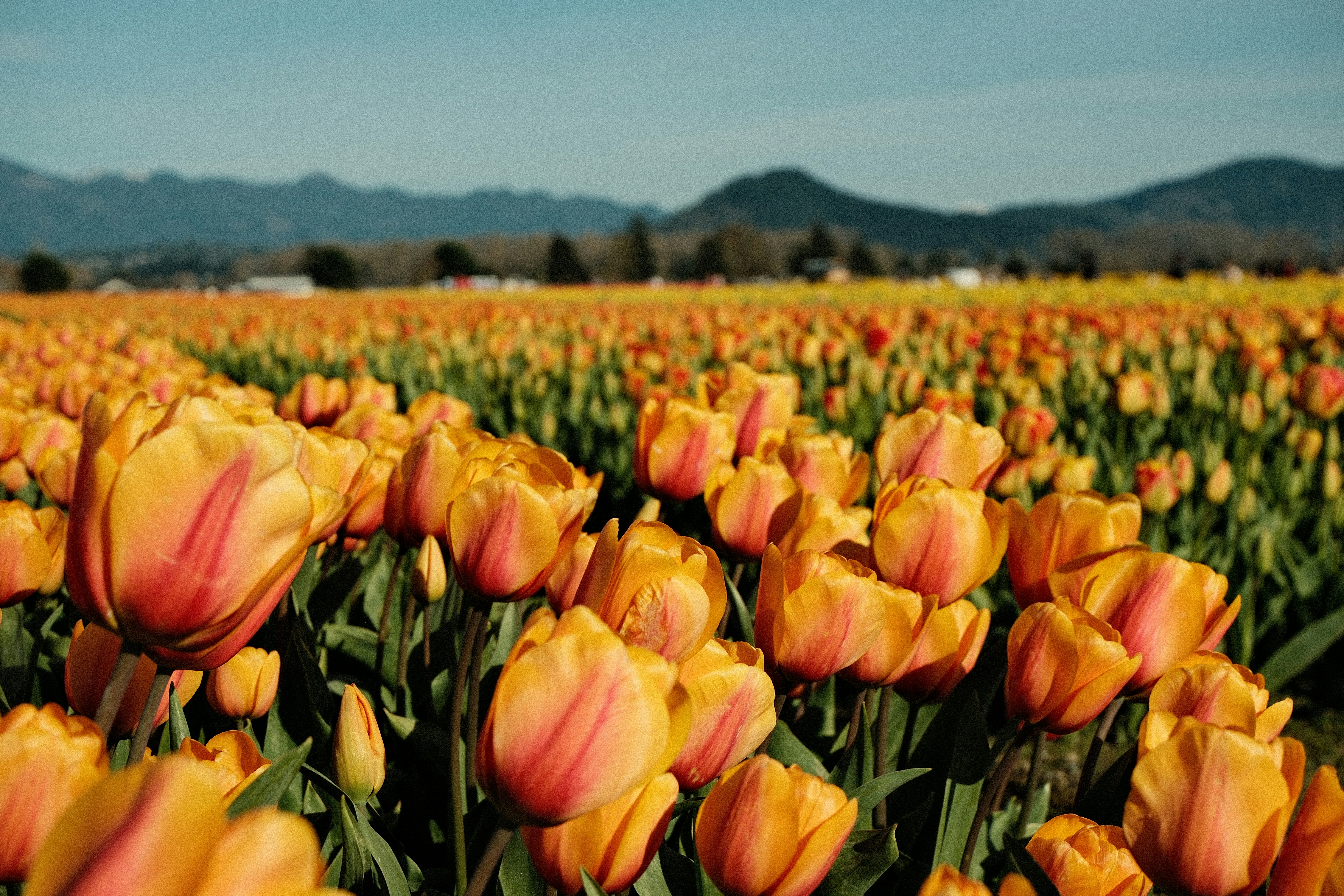 Golden Field in Bloom: A Tulip Sea Under a Clear Sky