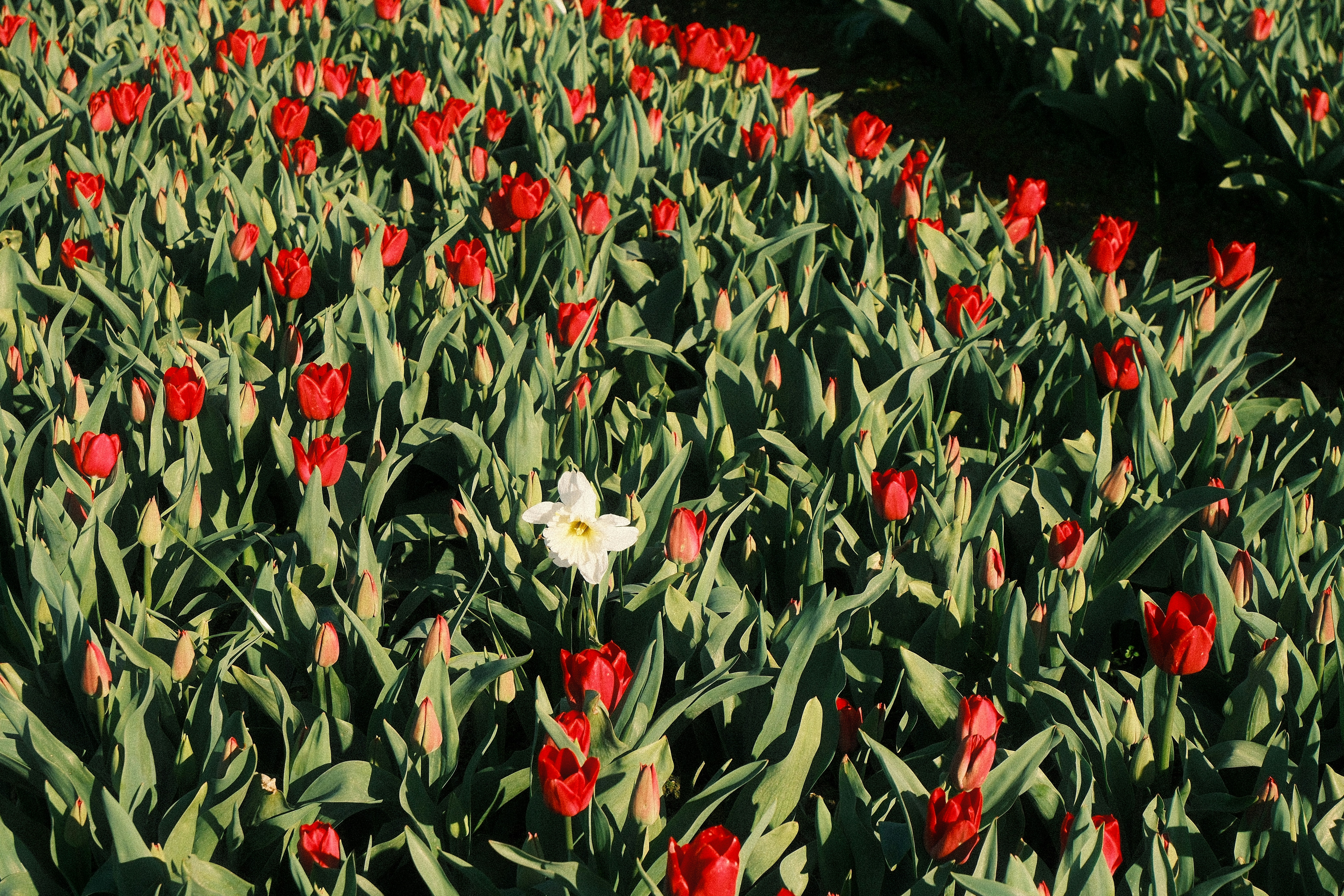 A Sea of Scarlet Tulips with a Lone White Bloom